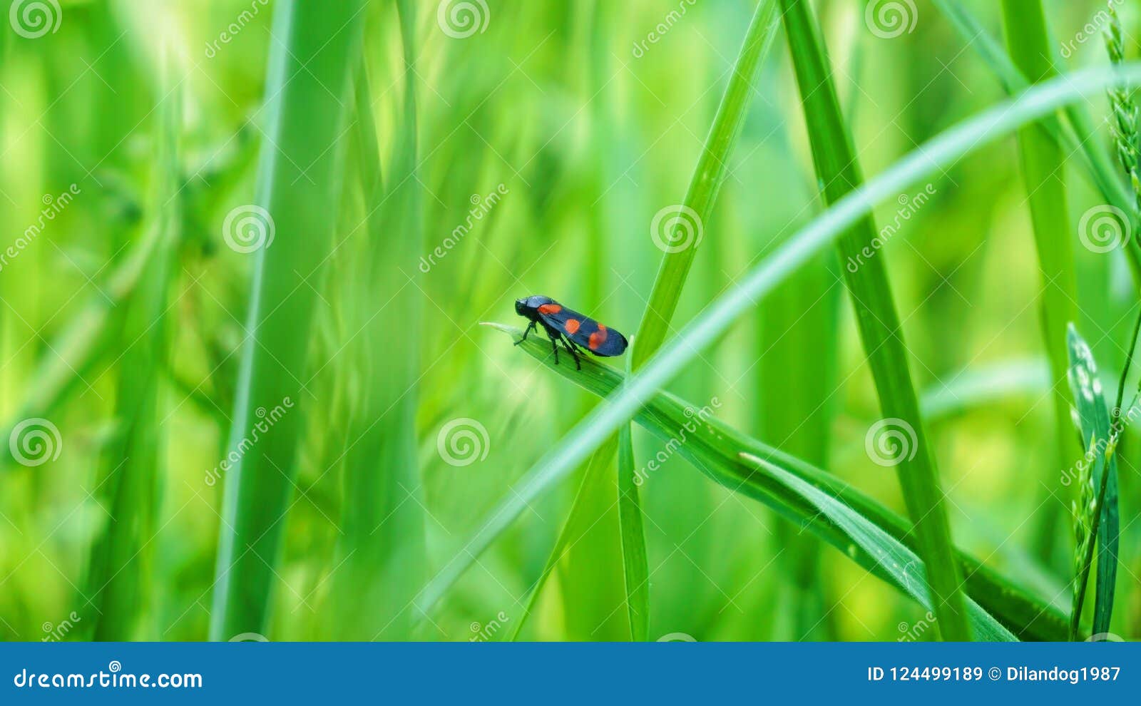 Small Insect Standing on the Leaf Stock Image - Image of closeup, leaf ...