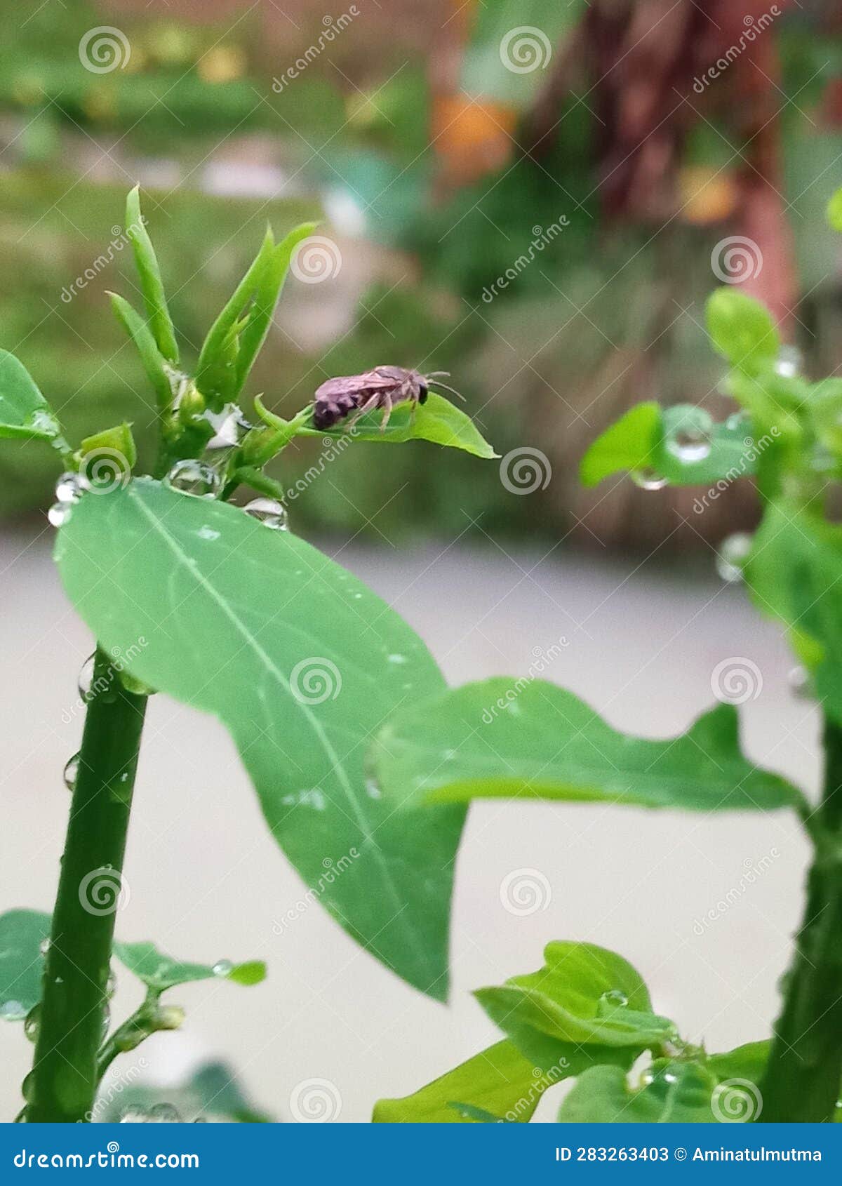 A Small Insect that Perches on Leaves Wet after Rain Stock Image ...