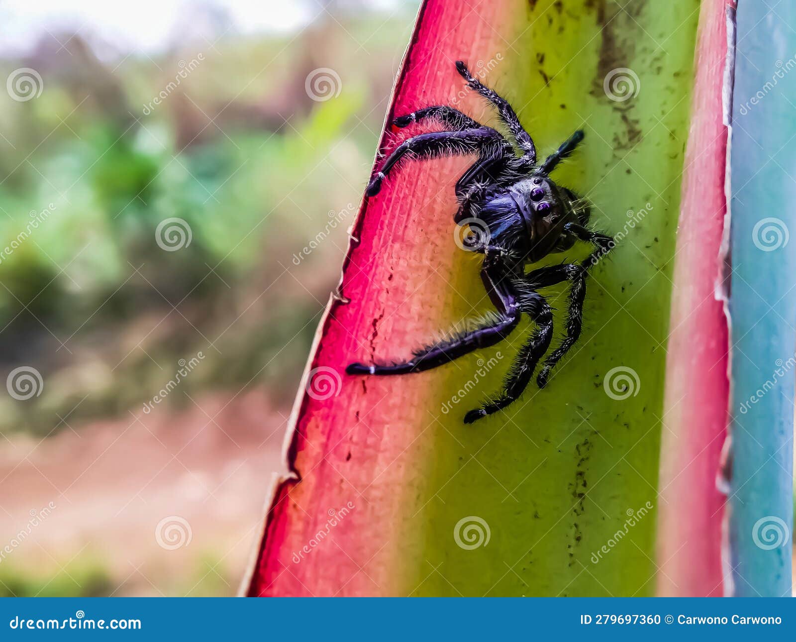 Small Insect Portrait of a Reliable Jumping Spider in Dark Blue Stock ...