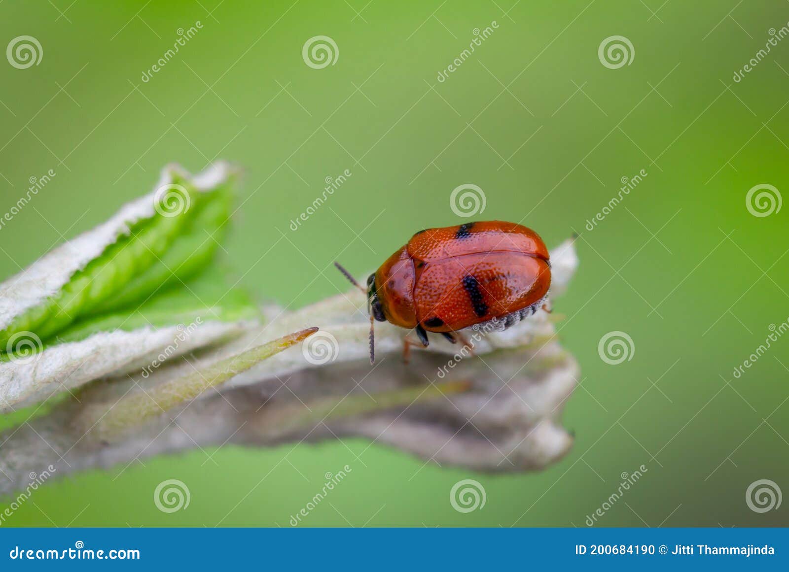 A Small Insect with Red Shell and Black Girdle. Perched on a Soft Tree ...