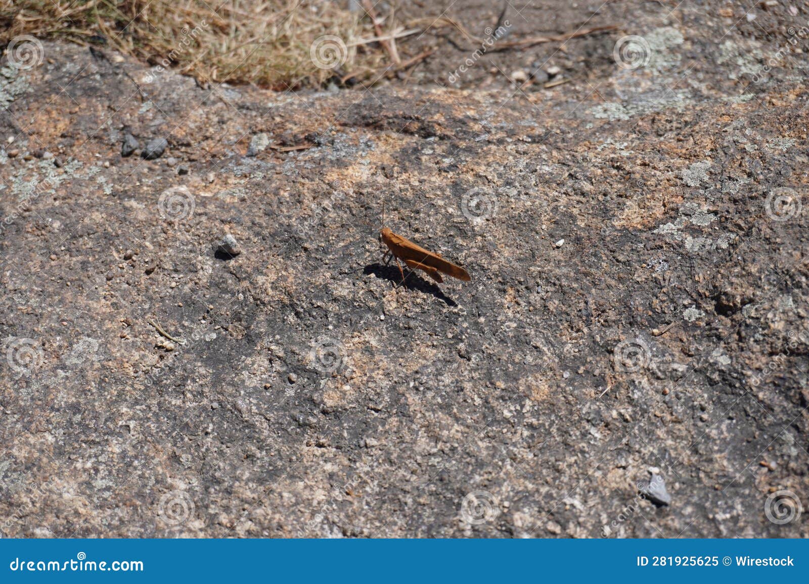 Small Insect Resting on the Ground in an Outdoor Environment Stock ...