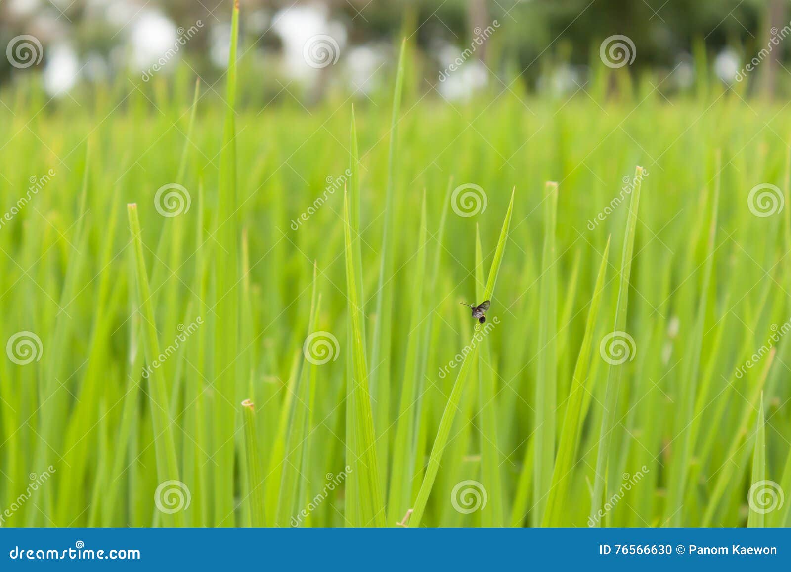 Small Insect stock photo. Image of plant, farm, insect - 76566630
