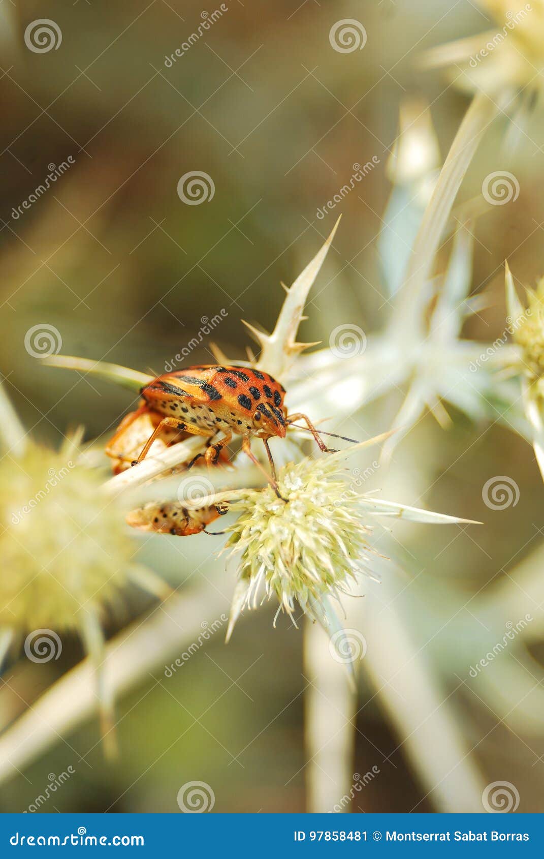 Insect Golden Tortoise Beetles Stock Photography | CartoonDealer.com ...