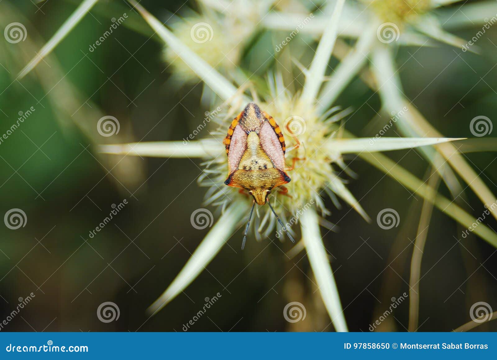 Insect Golden Tortoise Beetles Royalty-Free Stock Photo | CartoonDealer ...