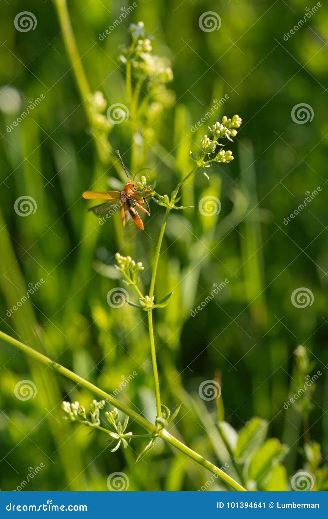 Insect in meadow stock image. Image of floral, beauty - 101394641