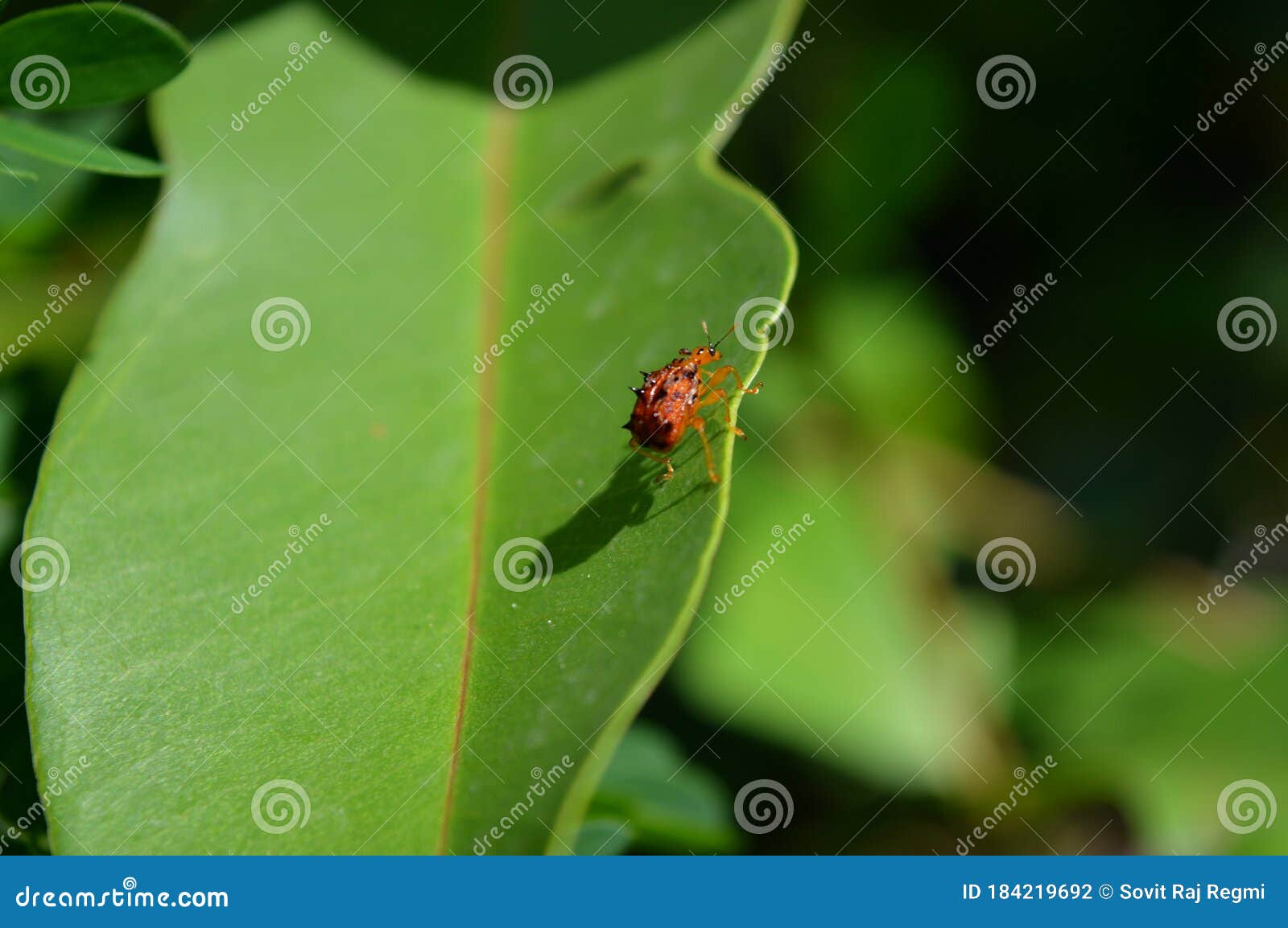 An Small Insect with Spines Sitting on a Leaf Stock Photo - Image of ...
