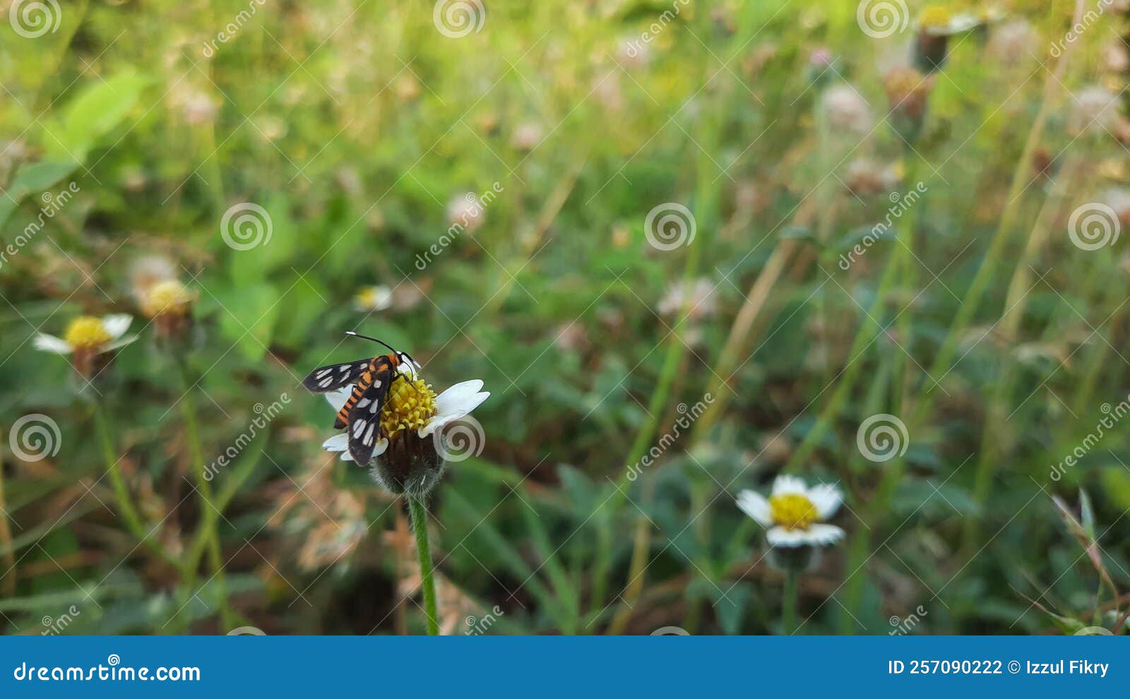Small Insects Perched on Wildflowers Sucking Nectar Stock Photo - Image ...