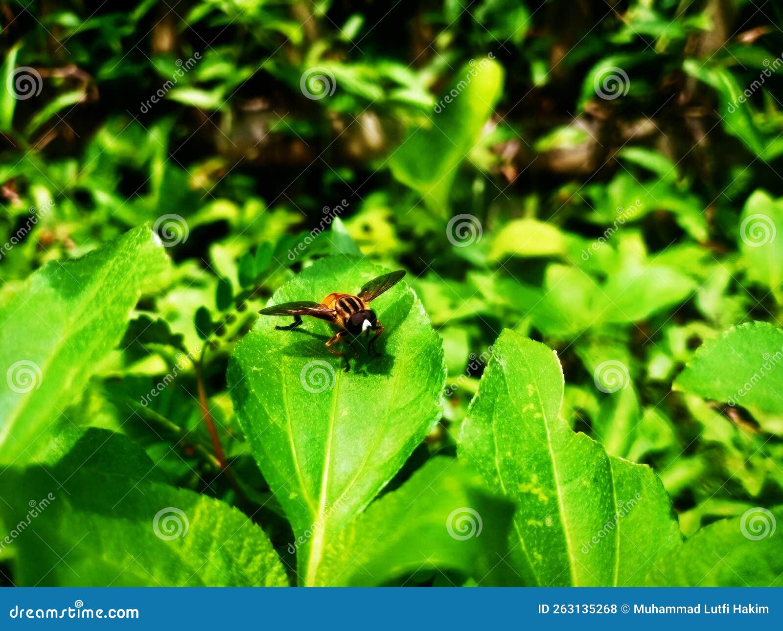 A Small Insect that is Waiting for Prey Stock Photo - Image of ...