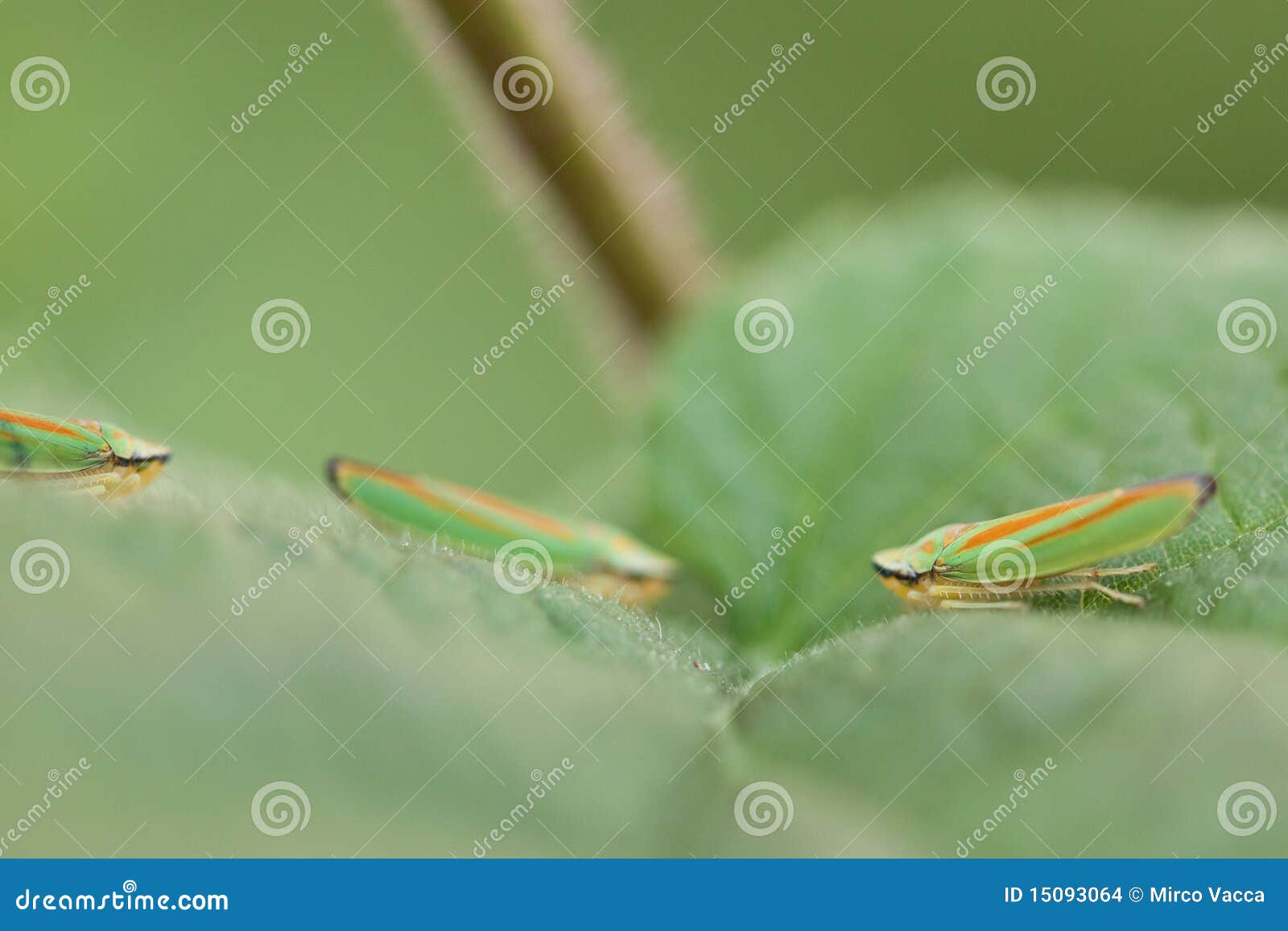 Small insects stock photo. Image of leaf, nature, macro - 15093064