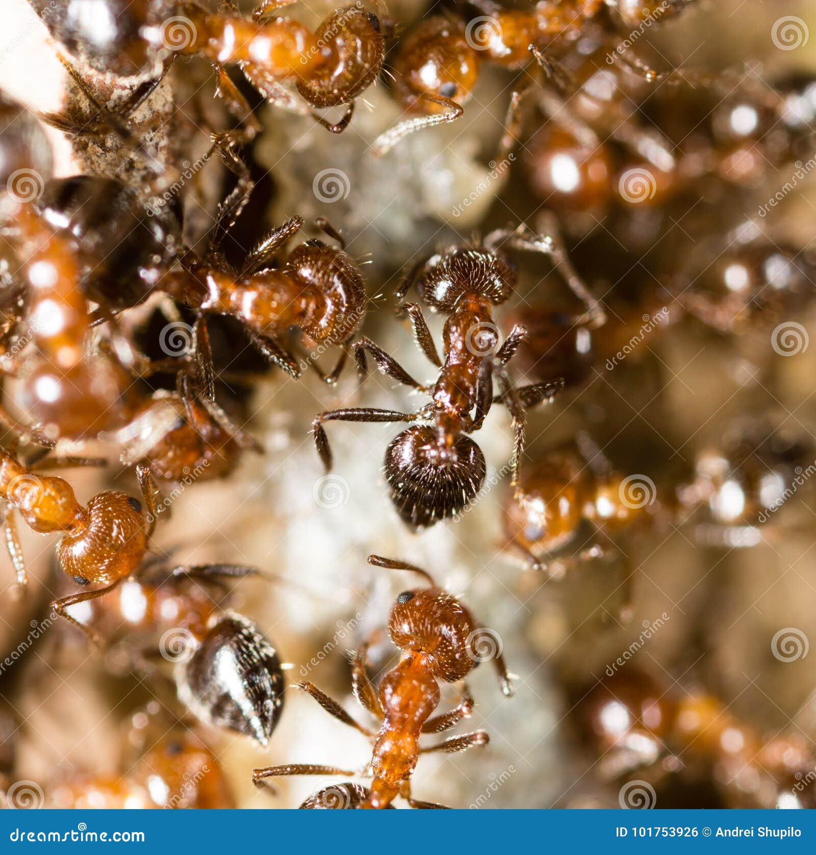 Small Ants in Nature. Macro Stock Photo - Image of antenna, working ...