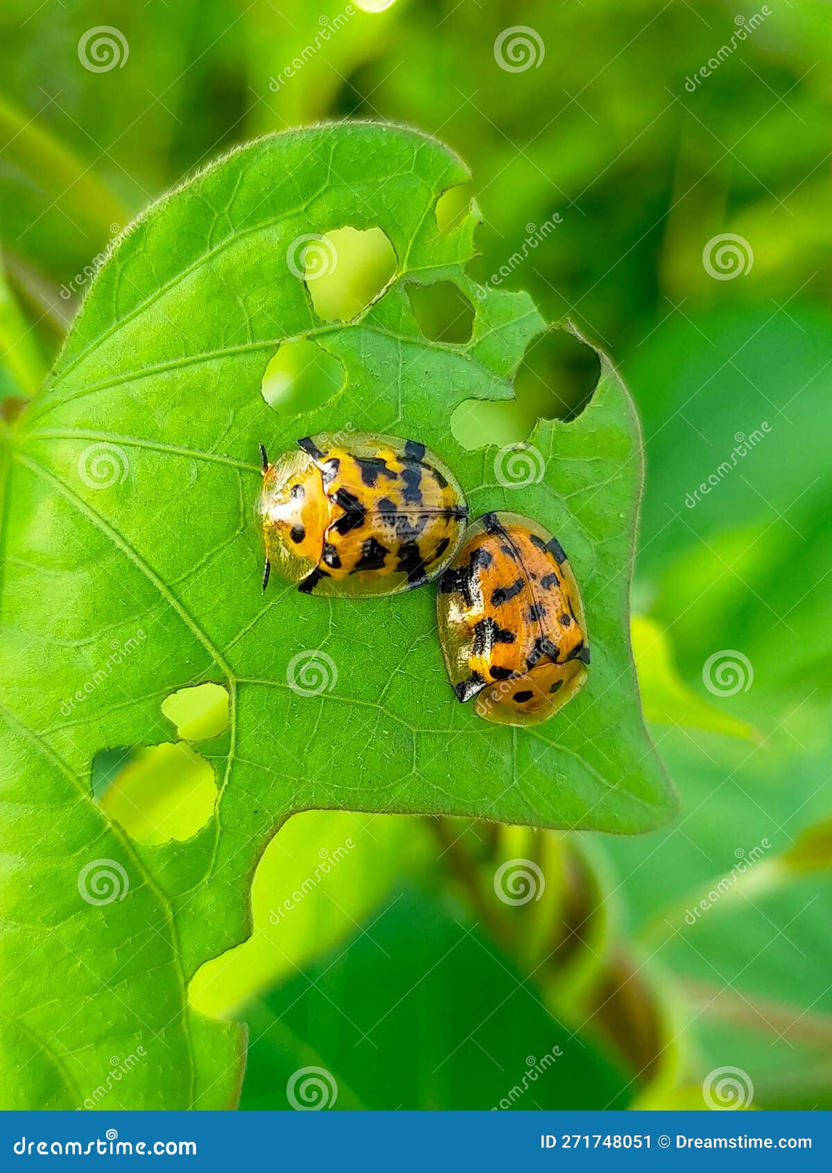 These Small Insects Called Ladybugs Usually Live in Rice Fields Stock ...