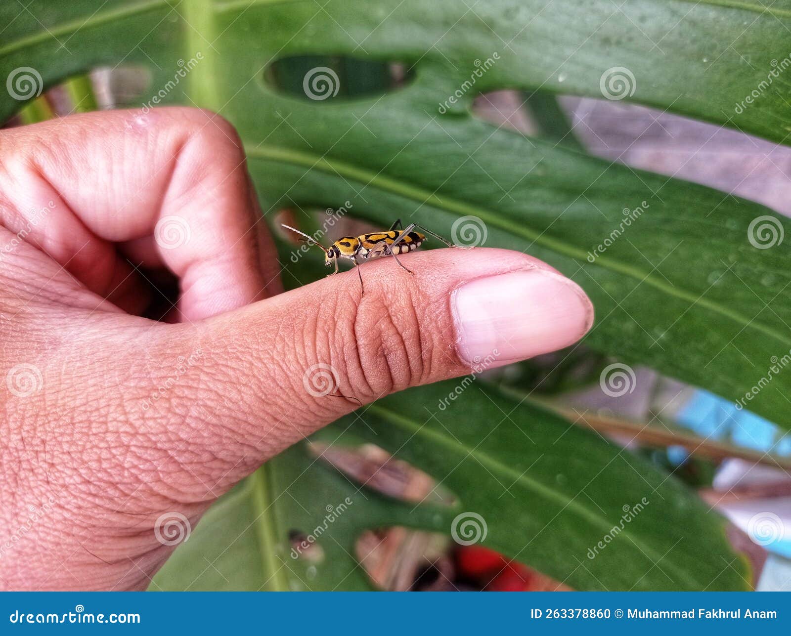 Small Insects Crawling on the Thumbs Stock Photo - Image of creature ...