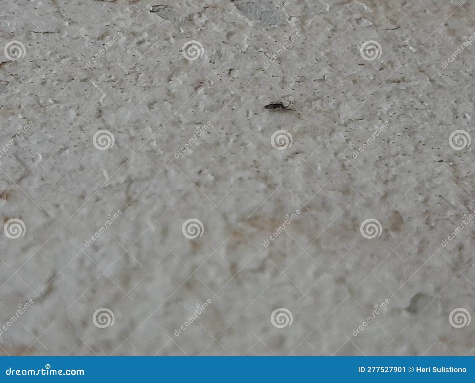 Small Insects that are always on the Damp Walls Stock Image - Image of ...