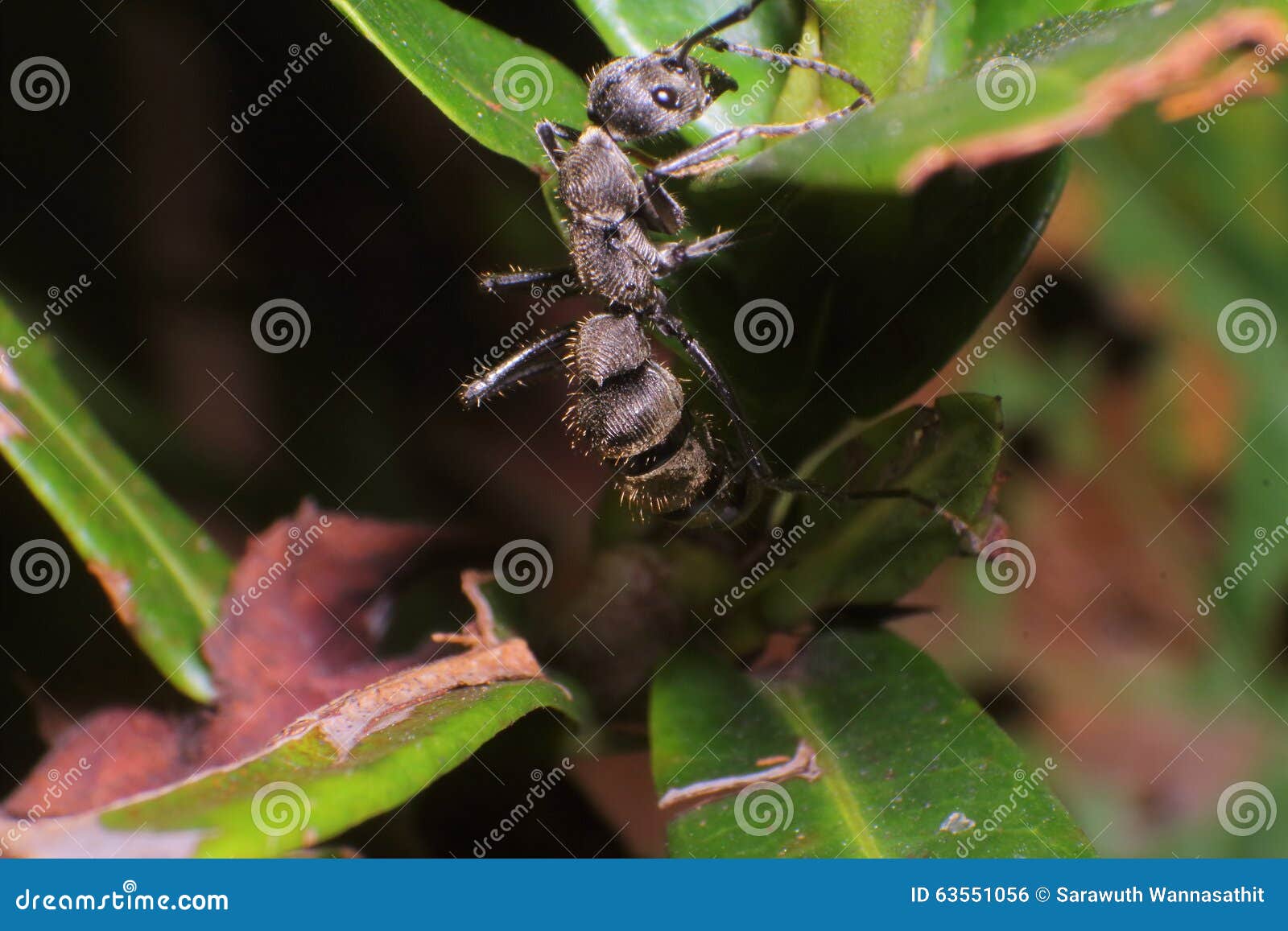 Small insects stock photo. Image of antenna, close, color - 63551056