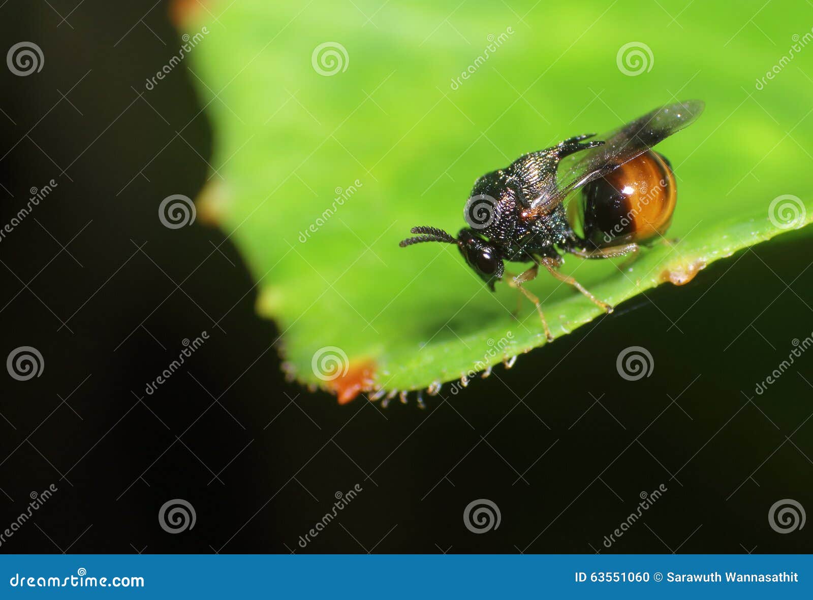 Small insects stock photo. Image of close, white, green - 63551060