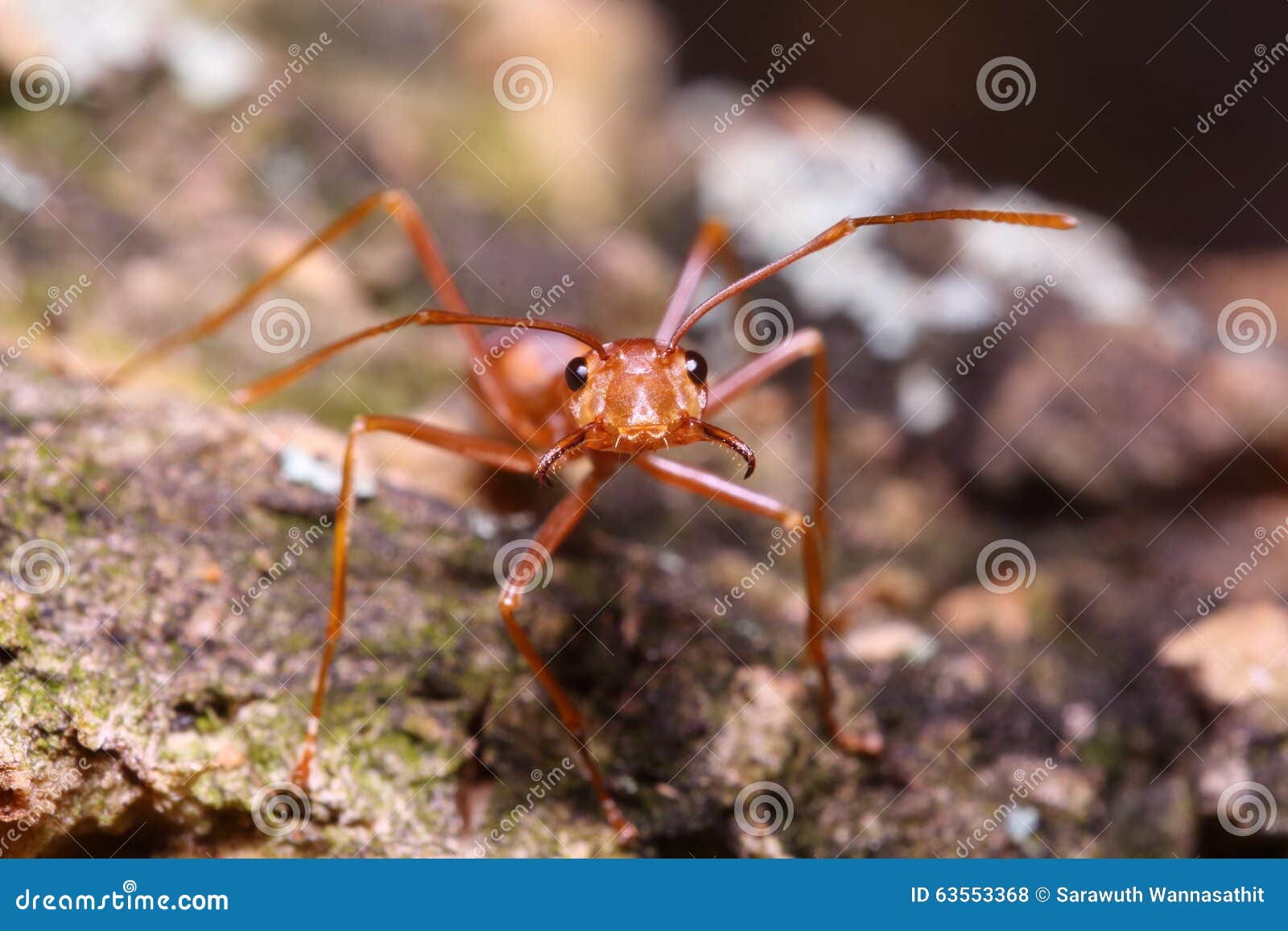 Small insects stock photo. Image of leaf, giant, summer - 63553368