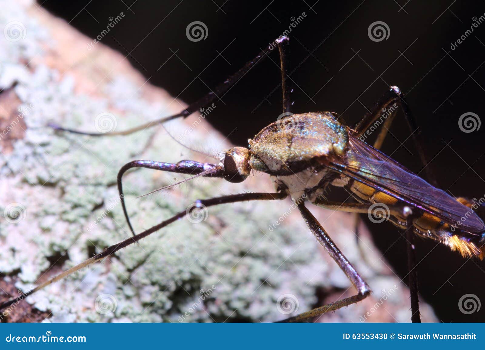 Small insects stock photo. Image of bright, ladybug, macro - 63553430