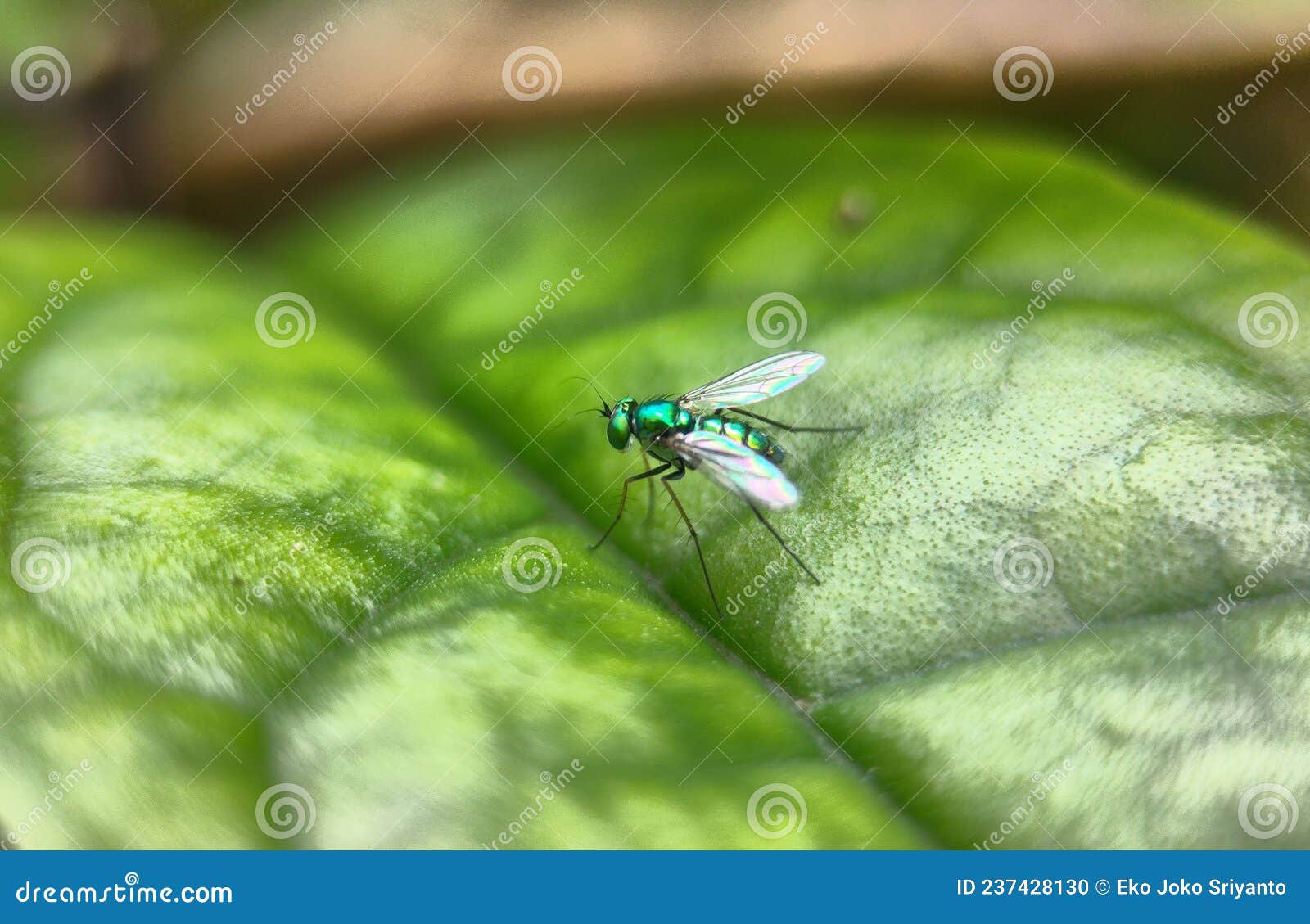 Small Insects on Green Leaves in the Garden Stock Photo - Image of ...
