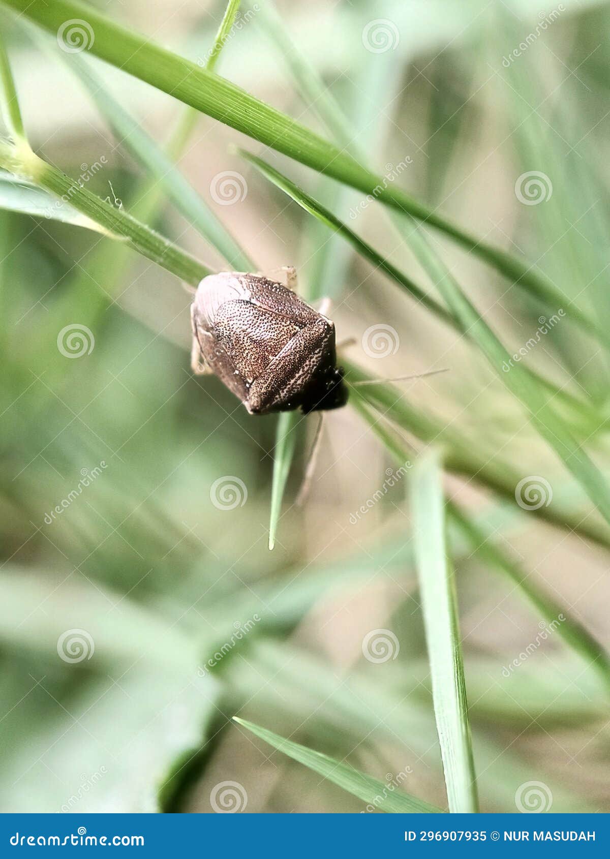 Small Insects that Land on Weeds in the Garden Stock Image - Image of ...