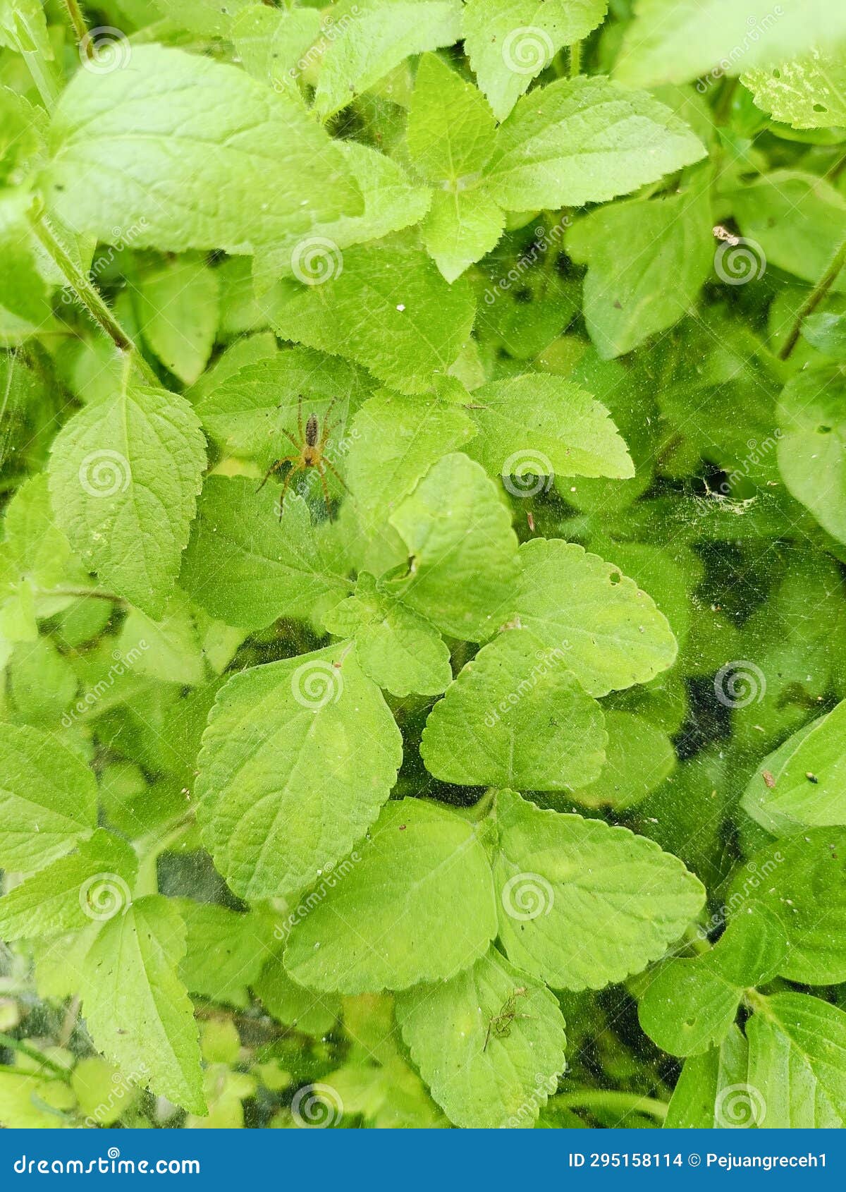 Small Insects that Live in Leaves and Grass Stock Photo - Image of ...