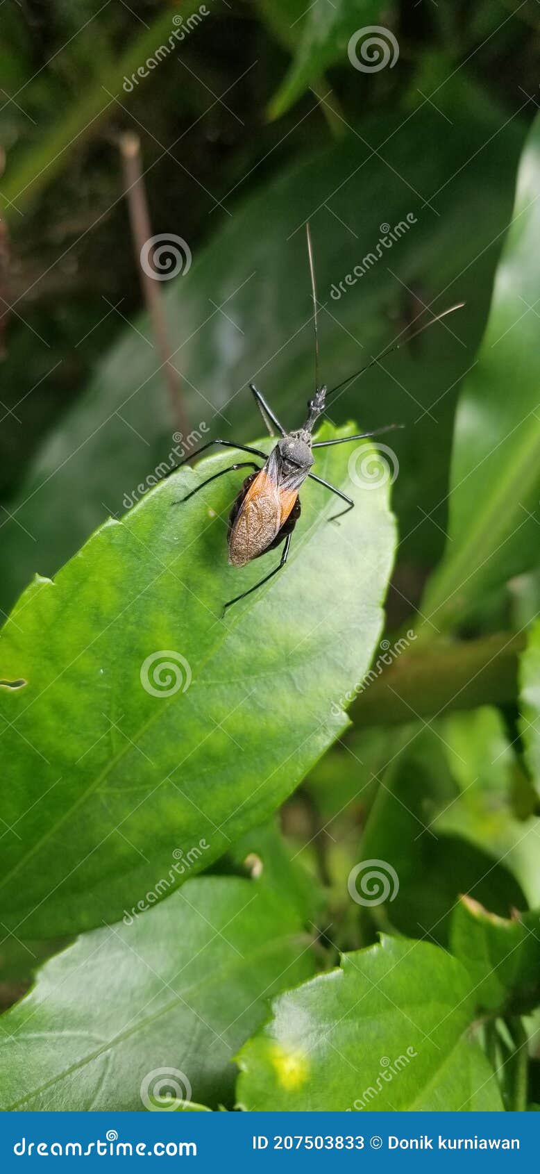 Small Insects that Live in Trees Stock Image - Image of nature, fresh ...