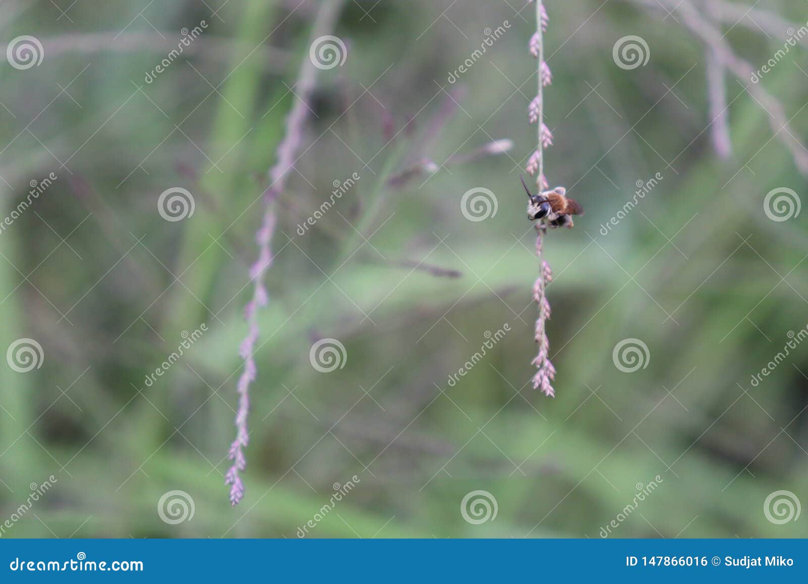 Small Insects that Perch on Weeds, Stock Photo - Image of perch ...