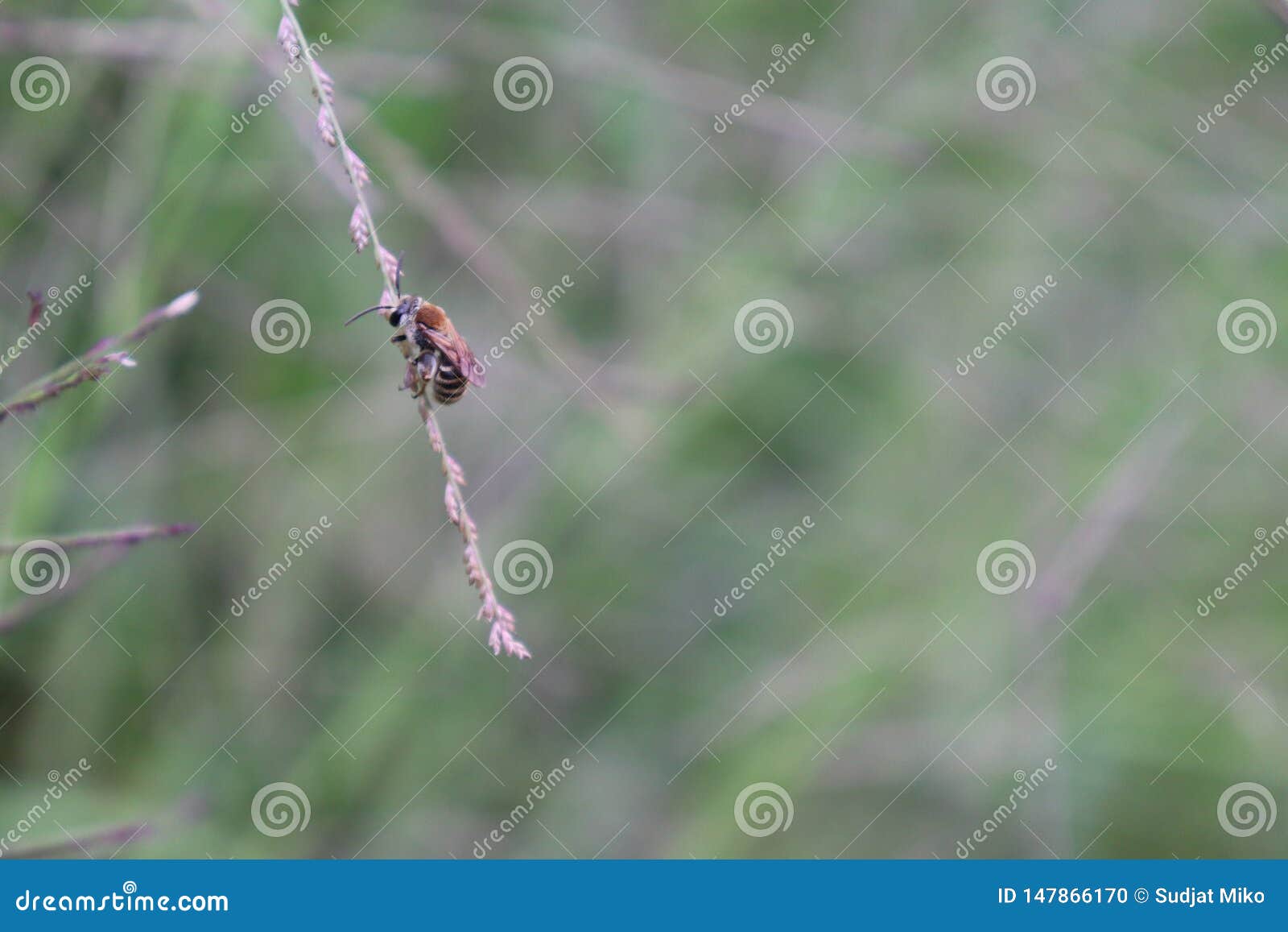 Small Insects that Perch on Weeds, Stock Photo - Image of color ...