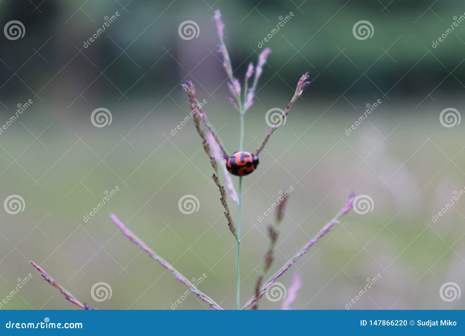 Small Insects that Perch on Weeds, Stock Photo - Image of arrangement ...