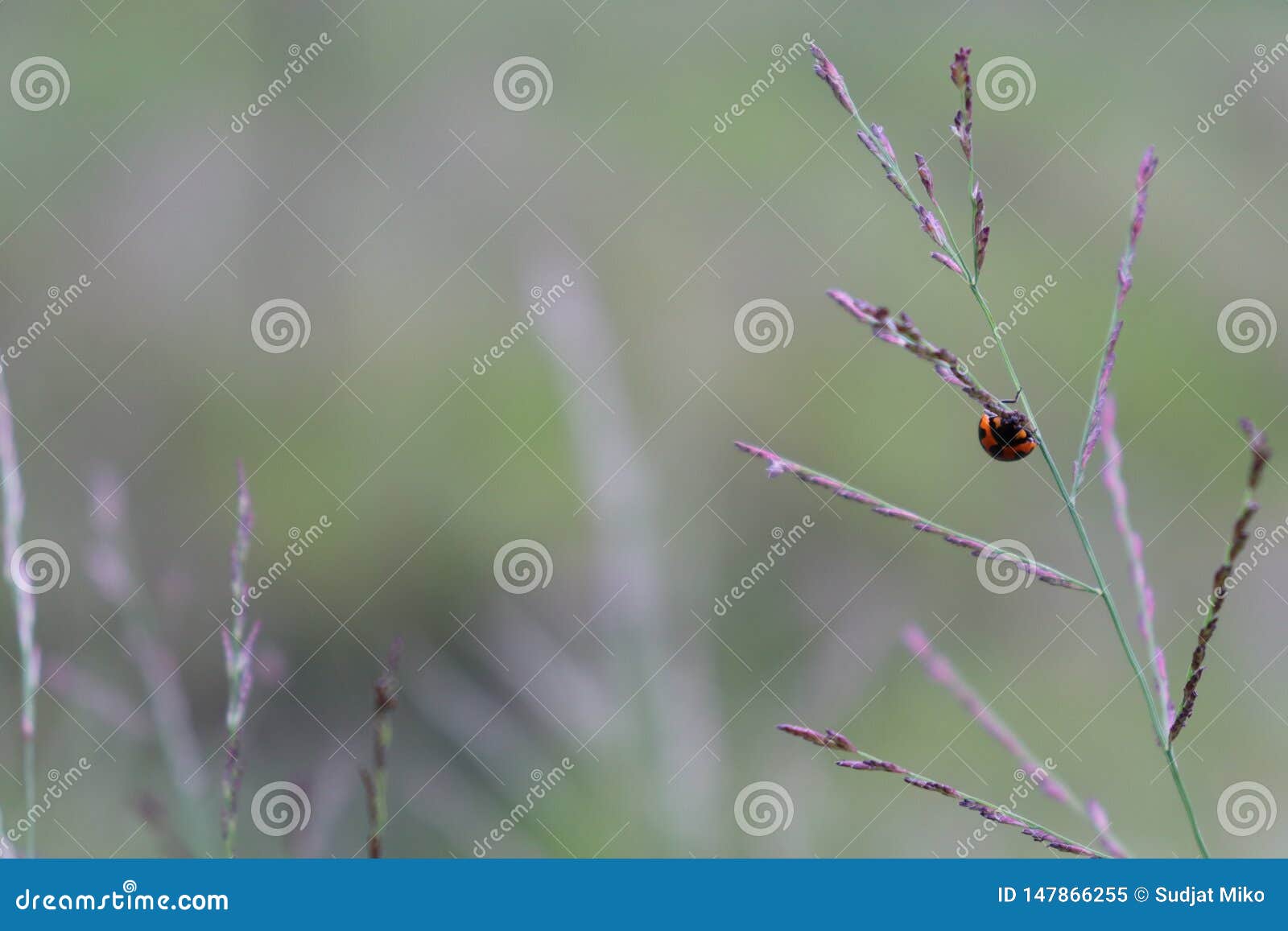 Small Insects that Perch on Weeds, Stock Image - Image of flowers ...