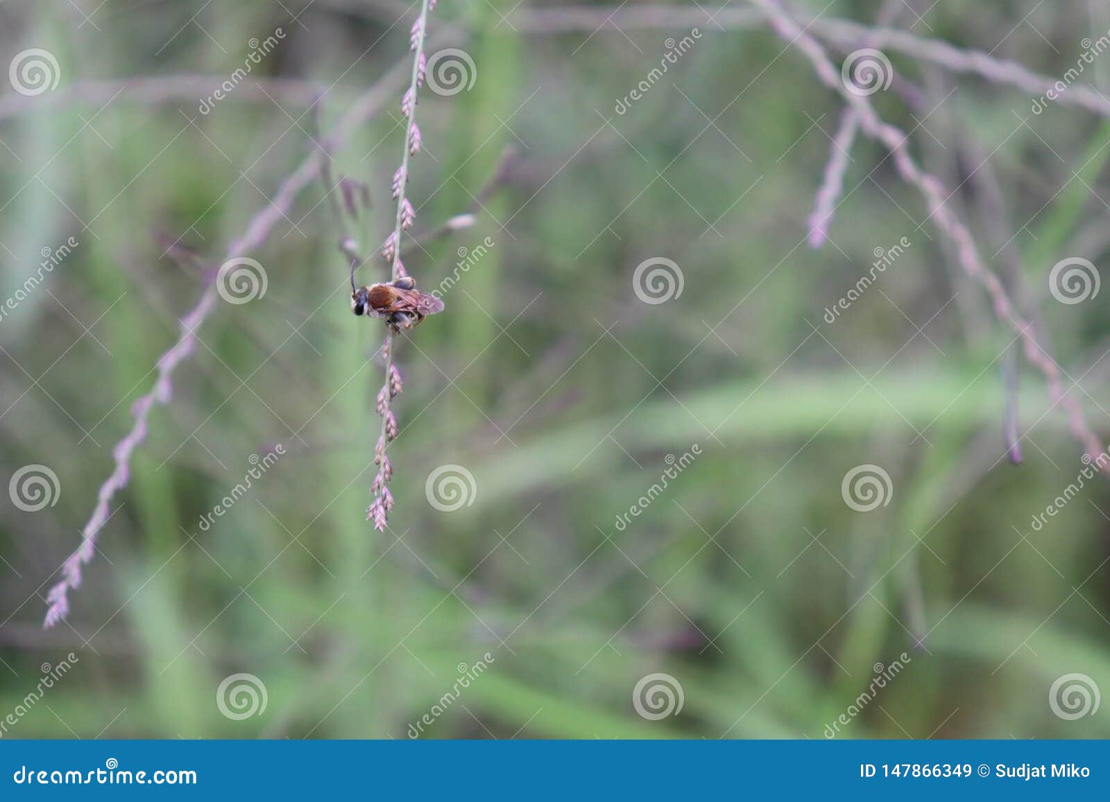 Small Insects that Perch on Weeds, Stock Image - Image of fresh, flora ...
