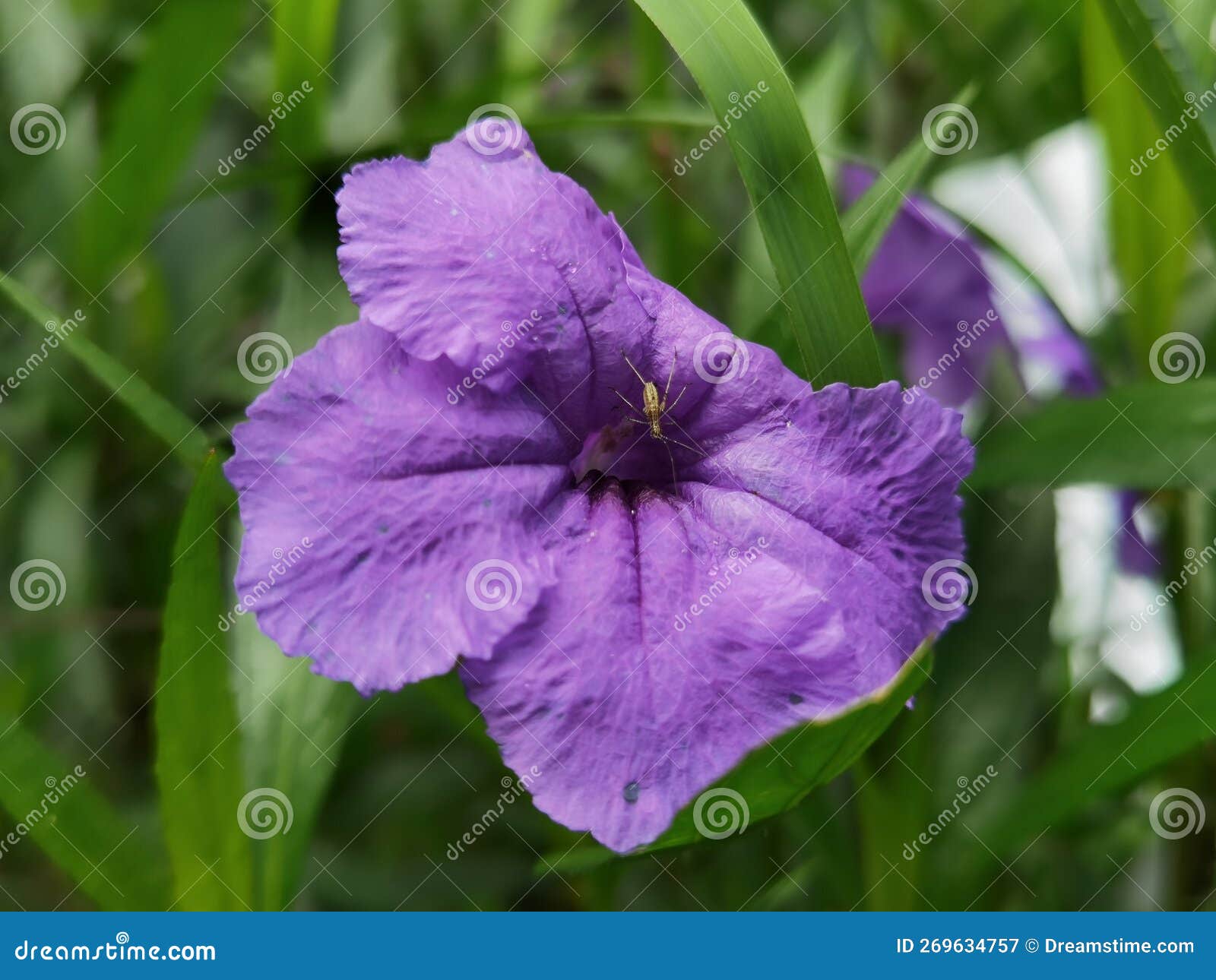 Small Insects Perched on the Blooming Butterfly Pea Stock Image - Image ...