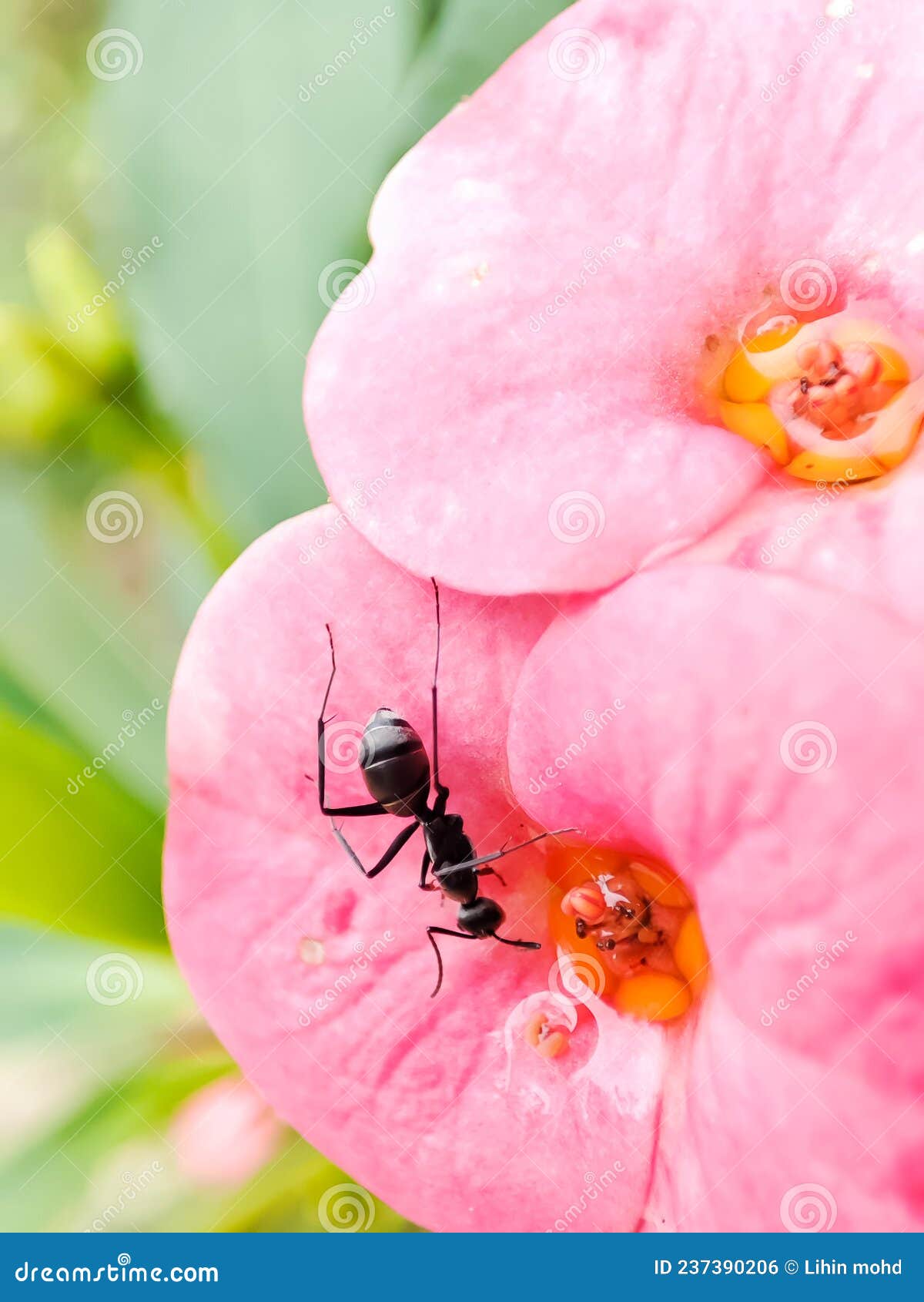 Small Insects that are on the Petals of Pink Flowers Stock Photo ...