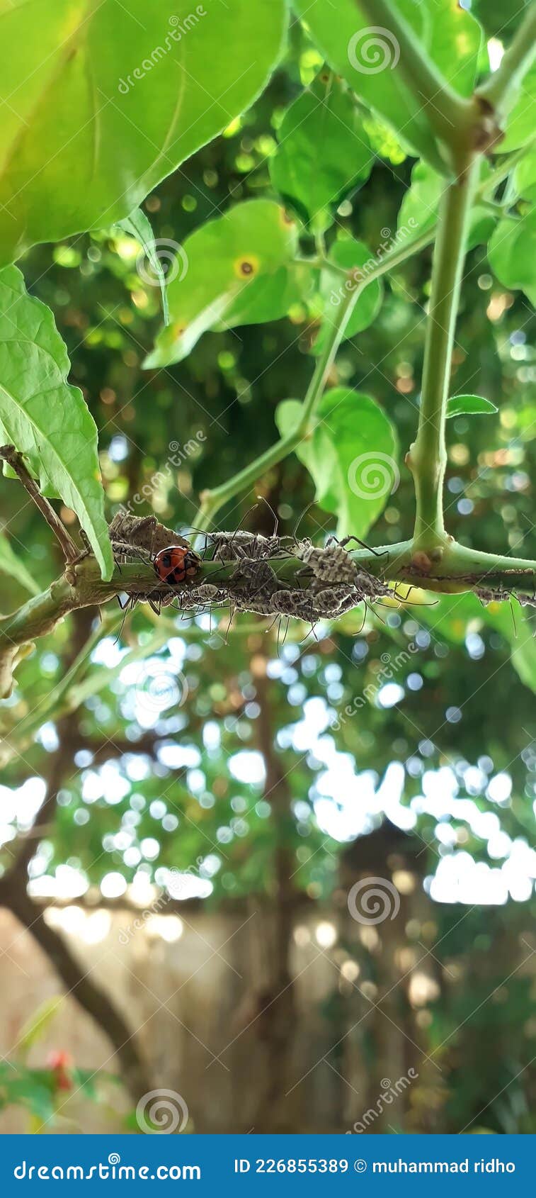 Small insects in plants stock image. Image of morning - 226855389