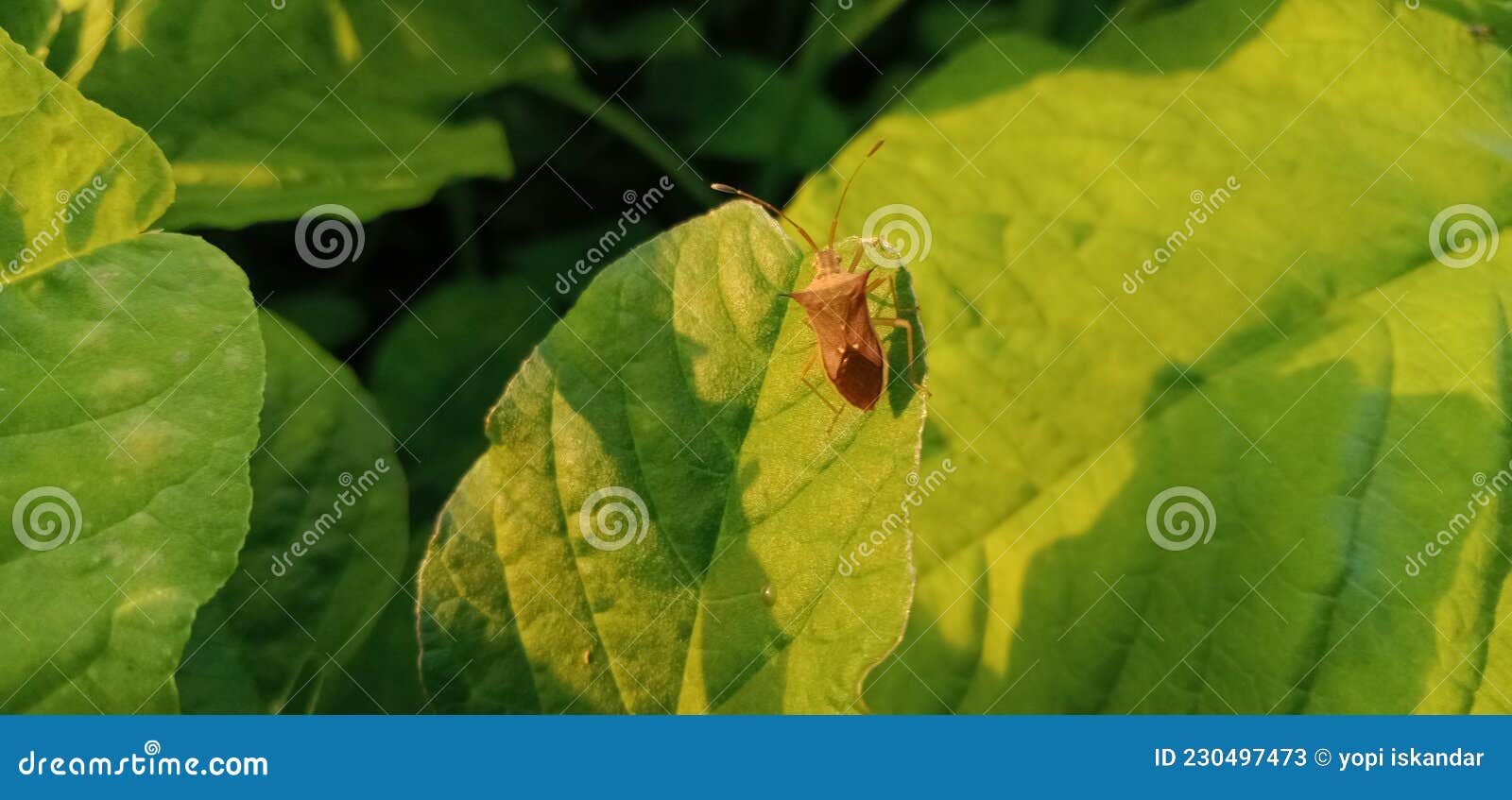 Small Insects on the Spinach Tree Stock Image - Image of food, plant ...