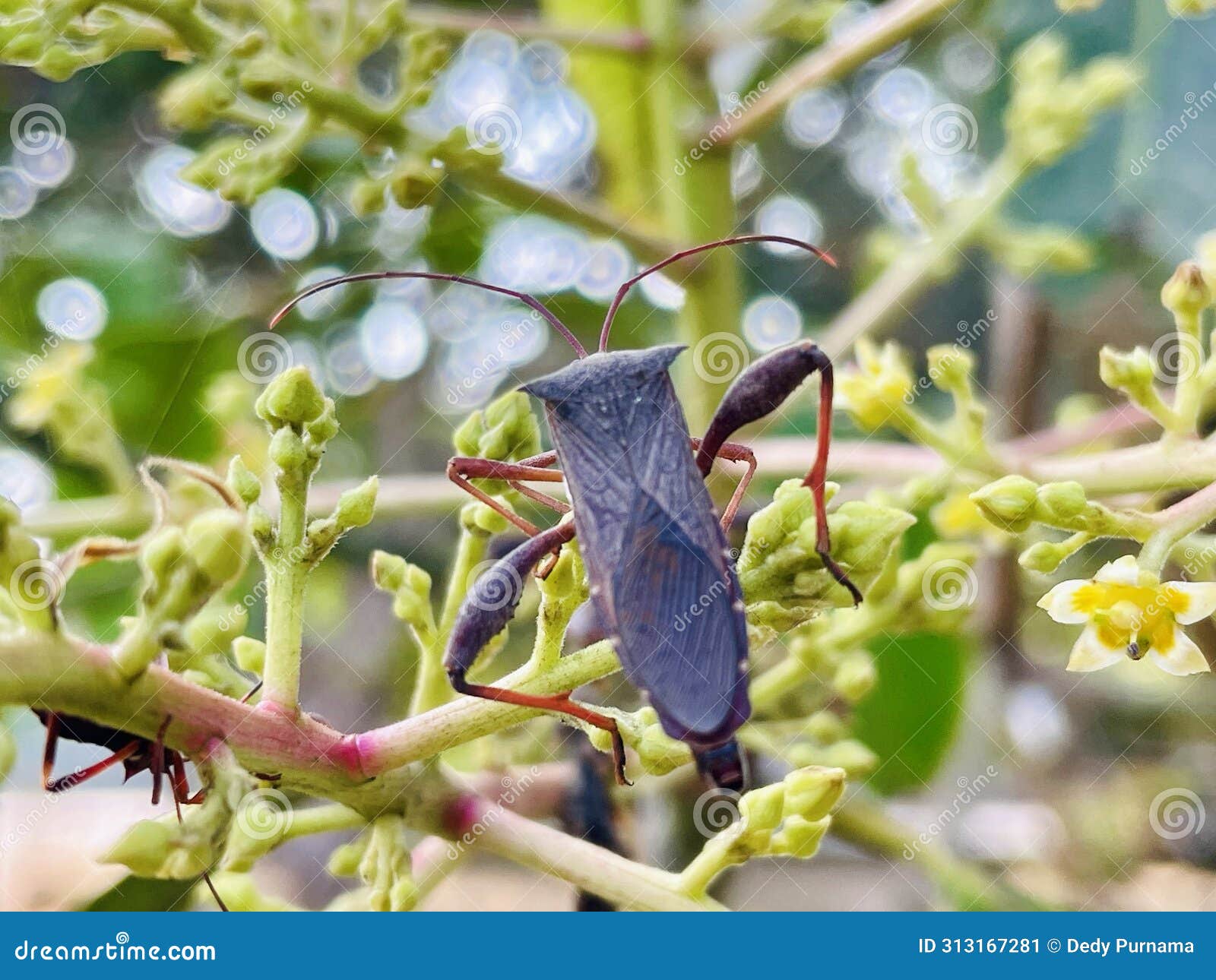 Small insects stock image. Image of nature, close, fauna - 313167281