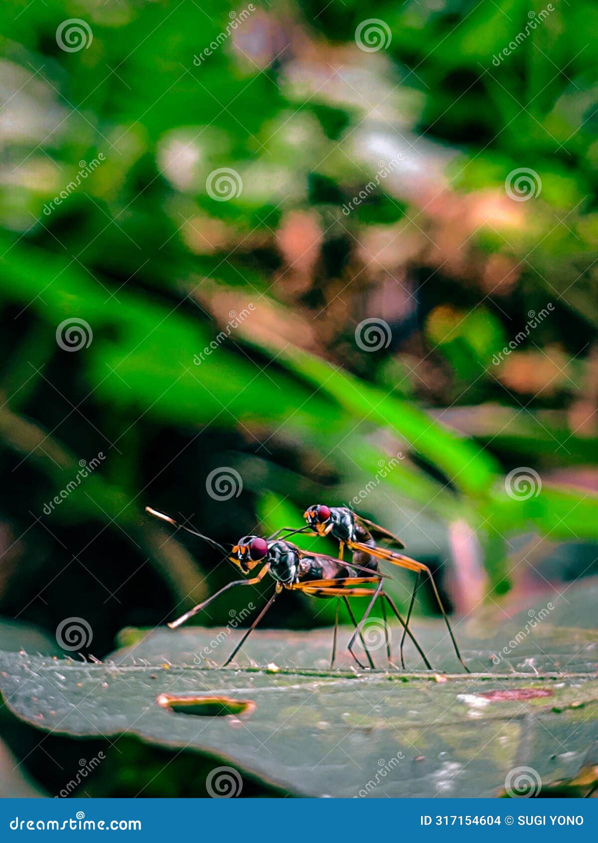 Small insects stock photo. Image of beauty, breeding - 317154604