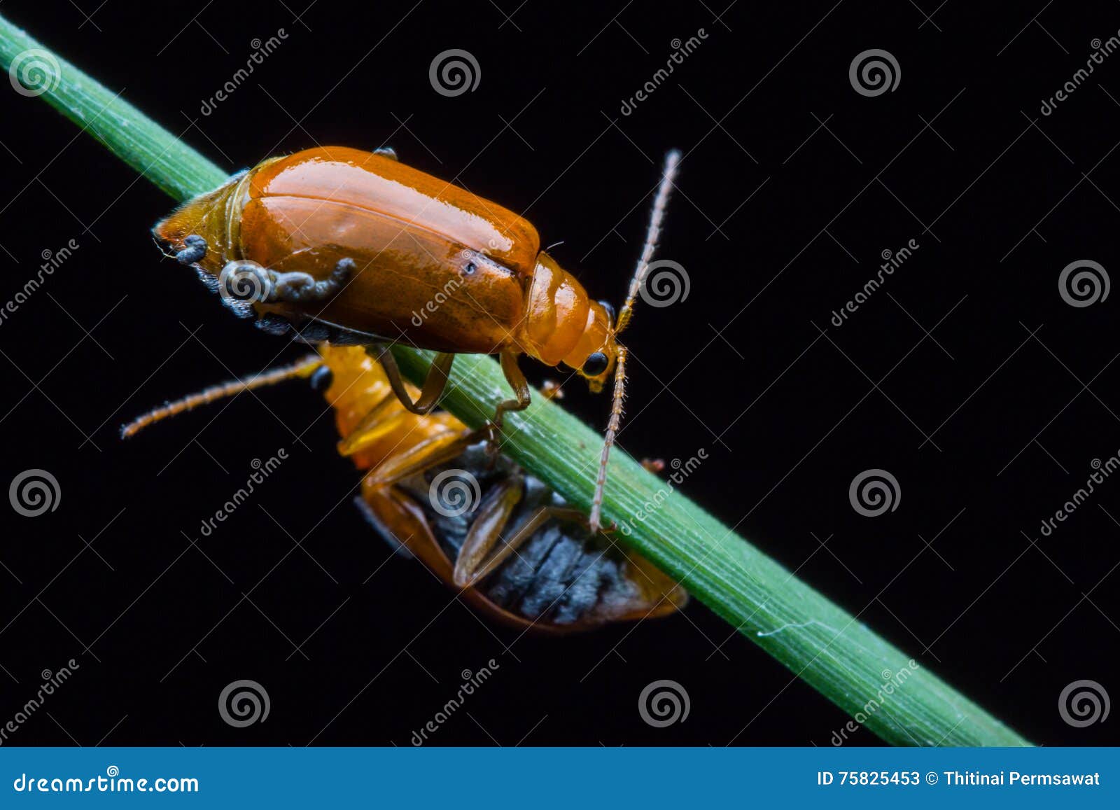 Small insects stock image. Image of collection, biology - 75825453
