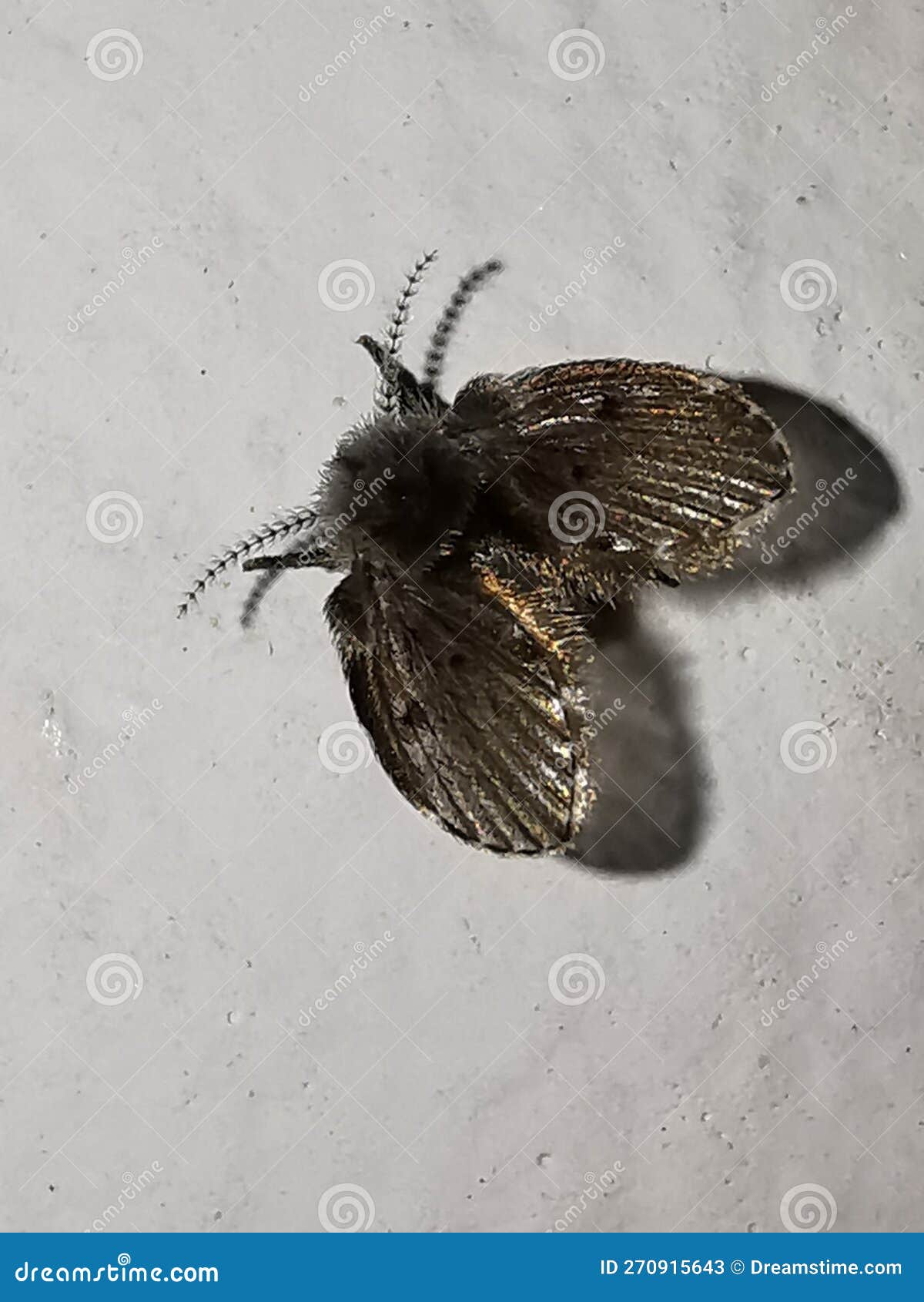 Very Small Butterfly-like Insects. in Photos Using a Super Macro Camera ...