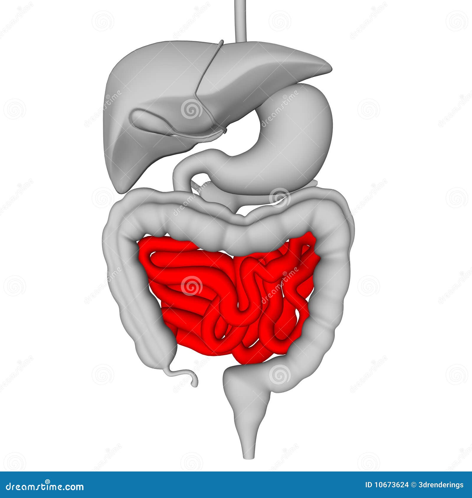 Small intestine stock illustration. Illustration of stomach - 10673624