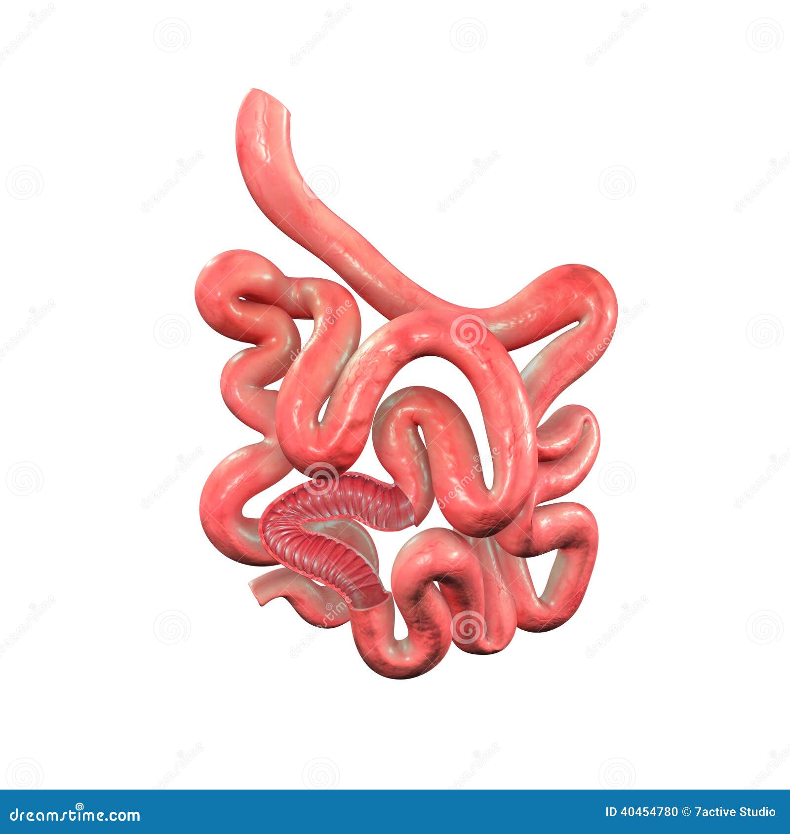 Small intestine stock illustration. Illustration of blue - 40454780
