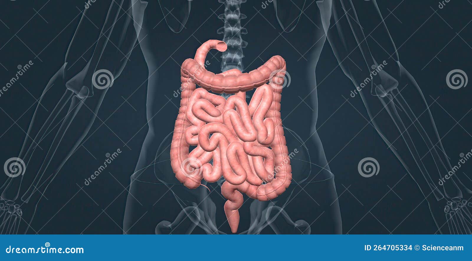The Small Intestine is Connected To the Large Intestine, Also Called ...