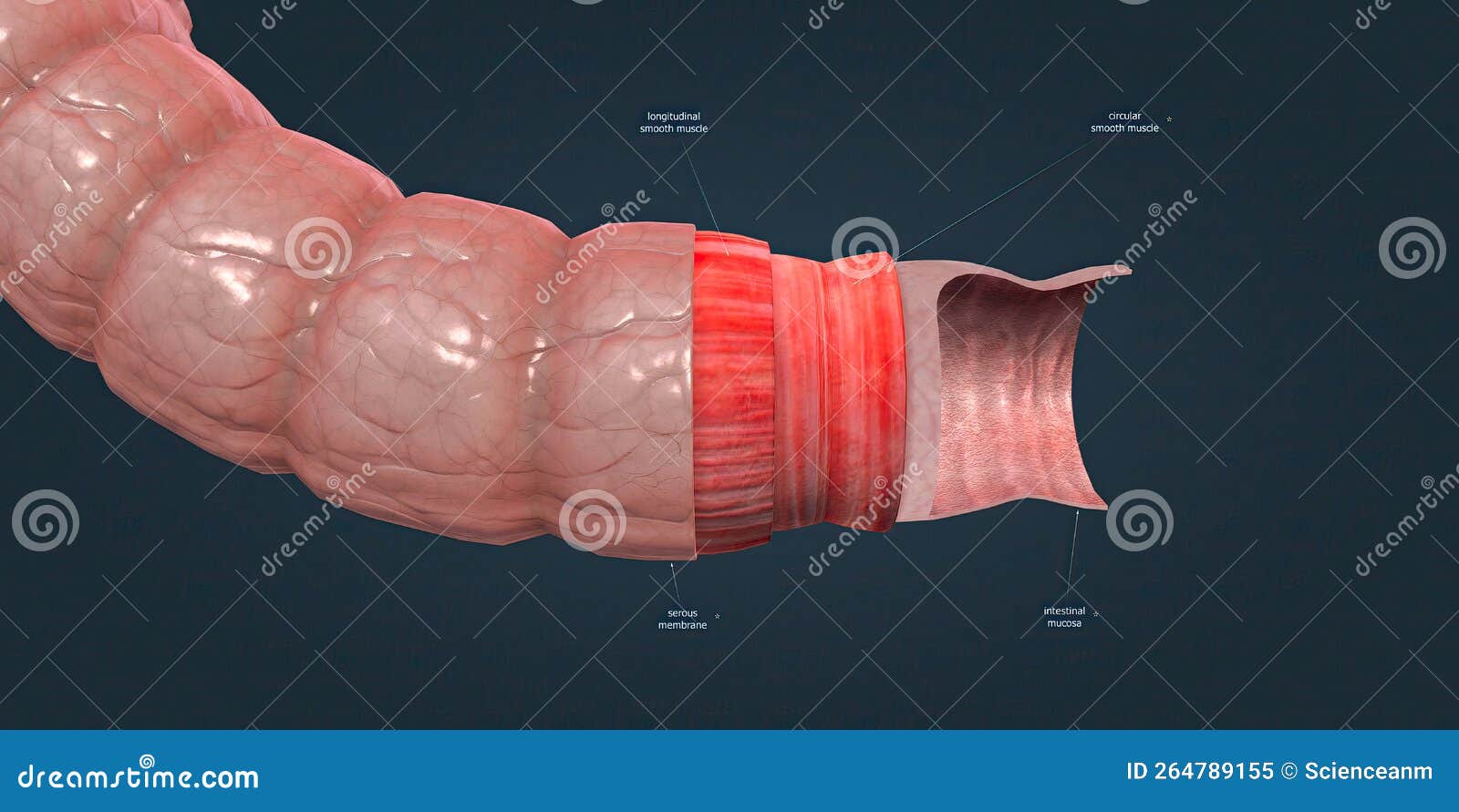 The Human Intestines Function To Absorb Digestive Products and Have ...