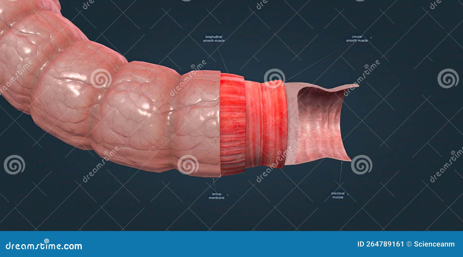 The Human Intestines Function To Absorb Digestive Products and Have ...