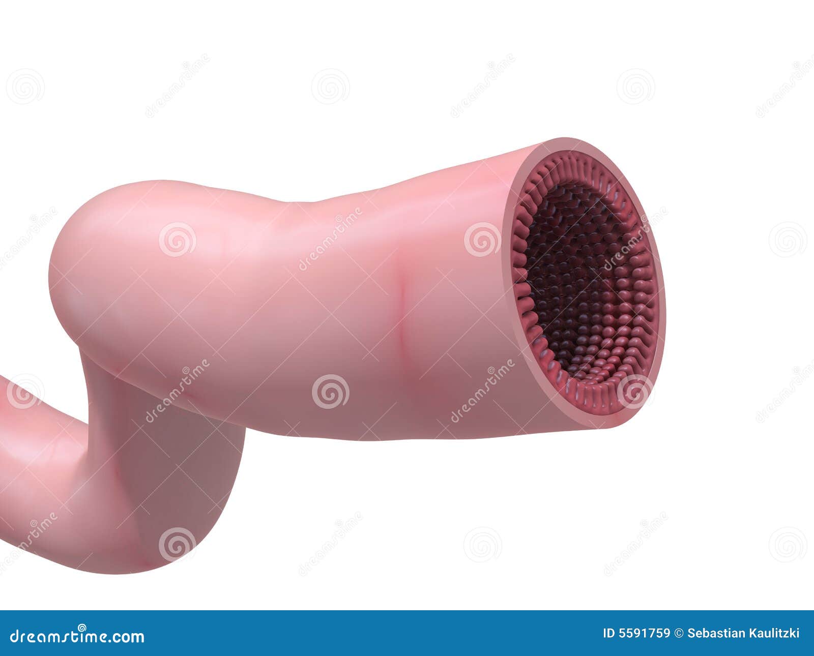 Small intestine cut stock illustration. Illustration of inside - 5591759