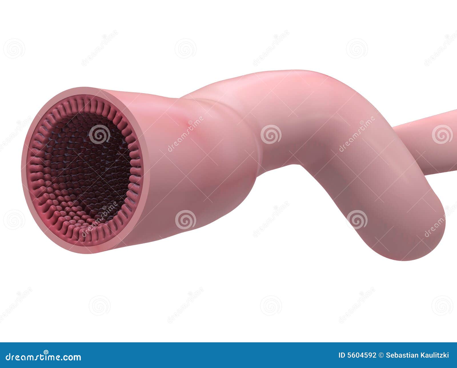 Small intestine cut stock illustration. Illustration of colon - 5604592