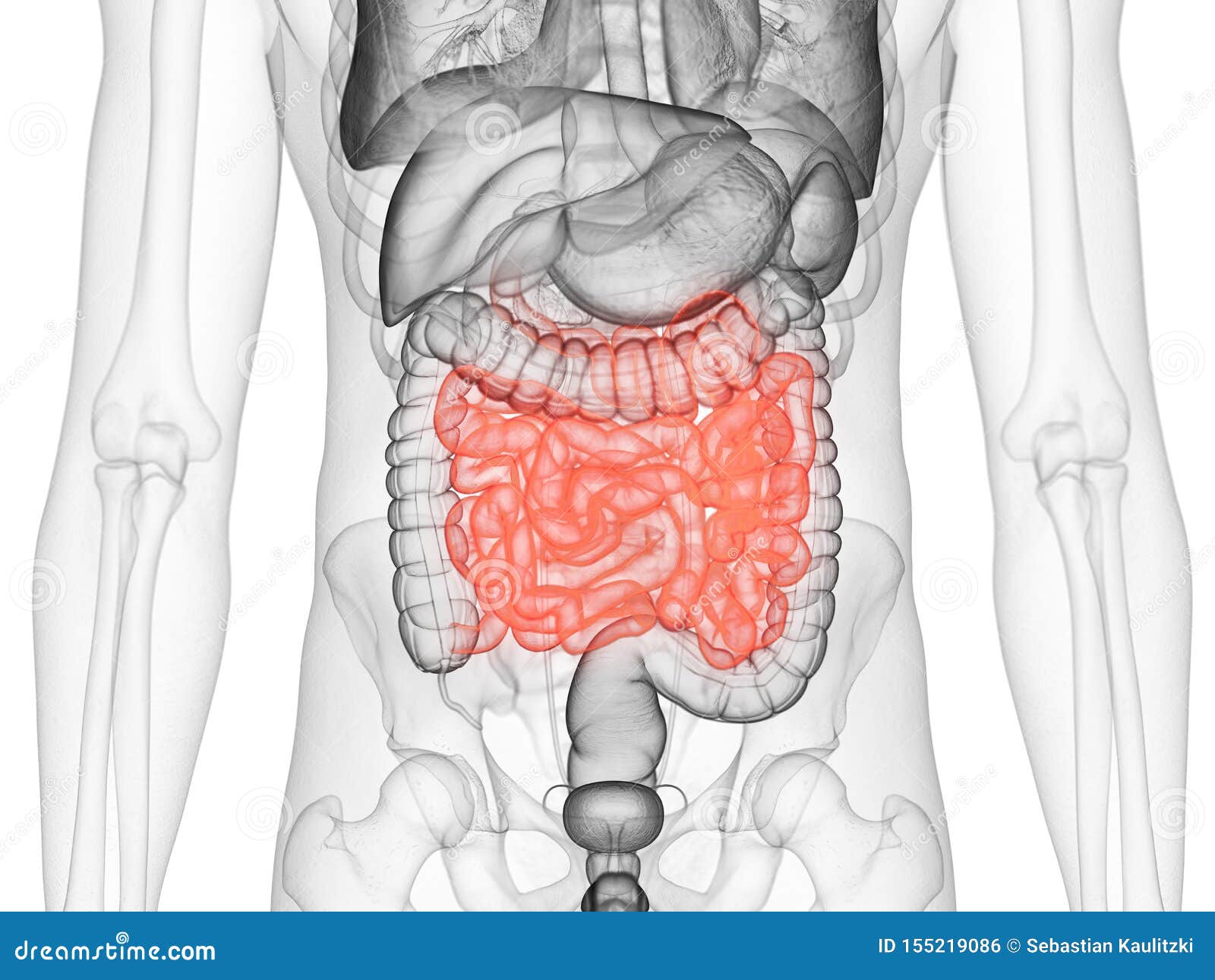 The small intestine stock illustration. Illustration of anatomical ...