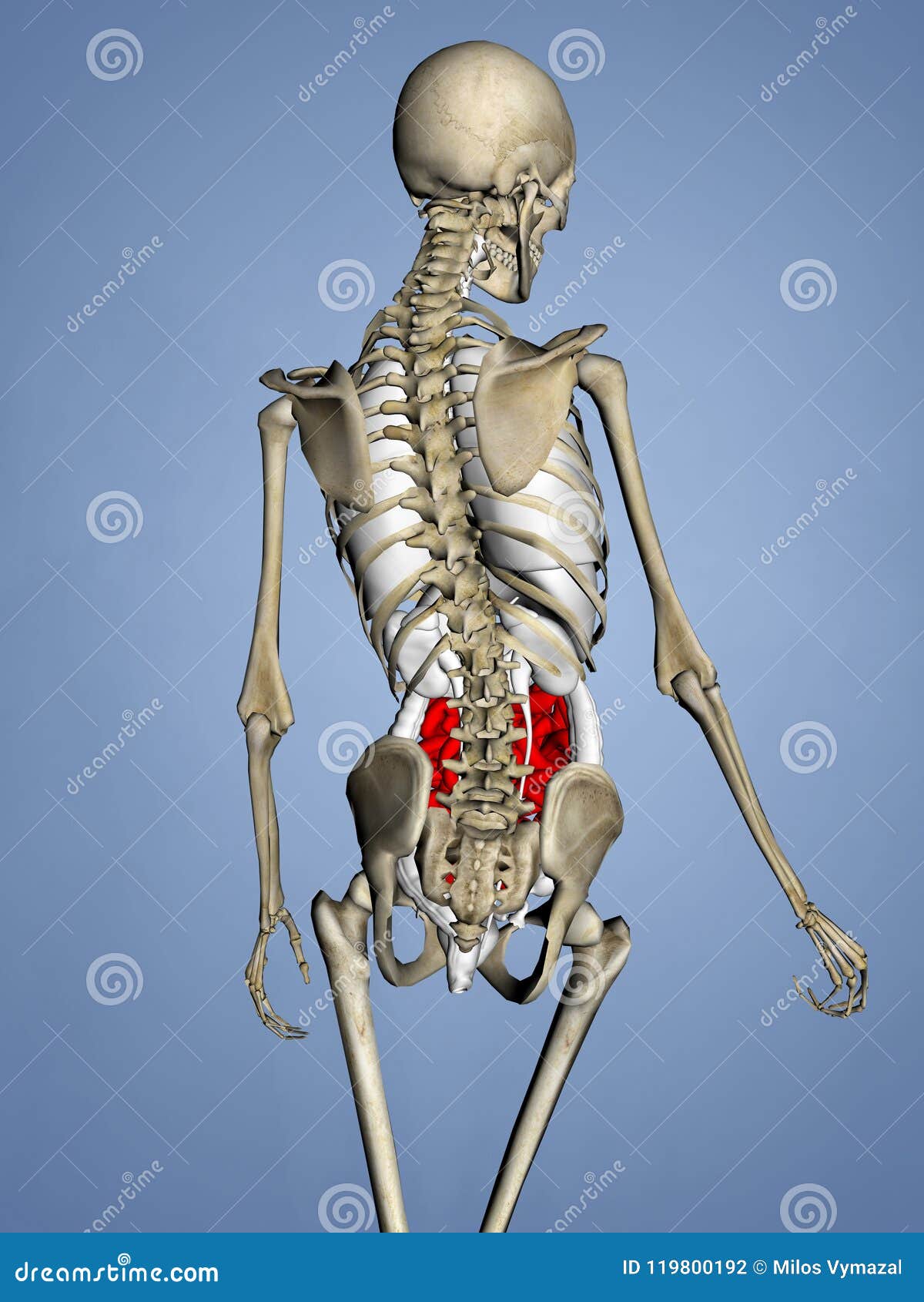 Small Intestine, Female Skeleton, 3D Human Model Stock Illustration ...