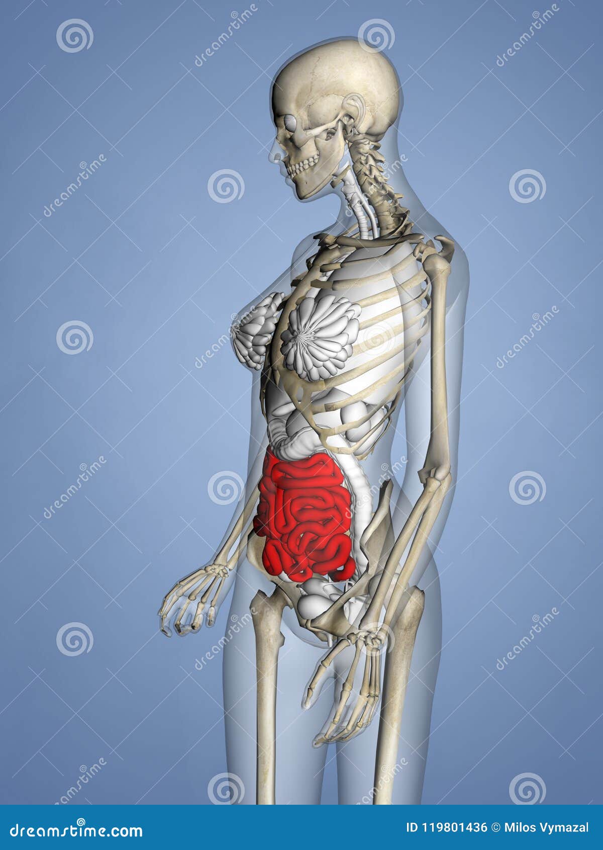 Intestine With Skeleton Body Anterior View Stock Photography ...