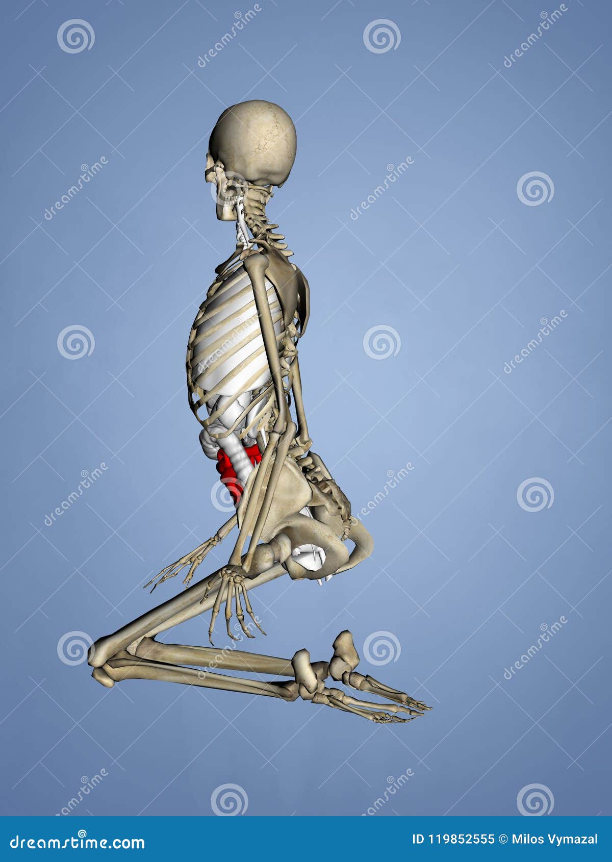 Small Intestine, Female Skeleton, 3D Human Model Royalty-Free Stock ...