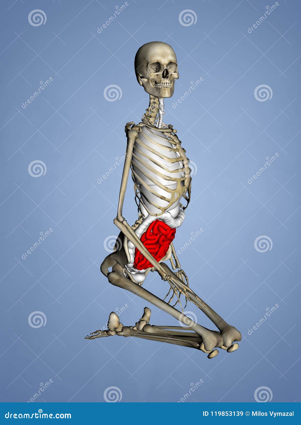 Small Intestine, Female Skeleton, 3D Human Model Stock Illustration ...